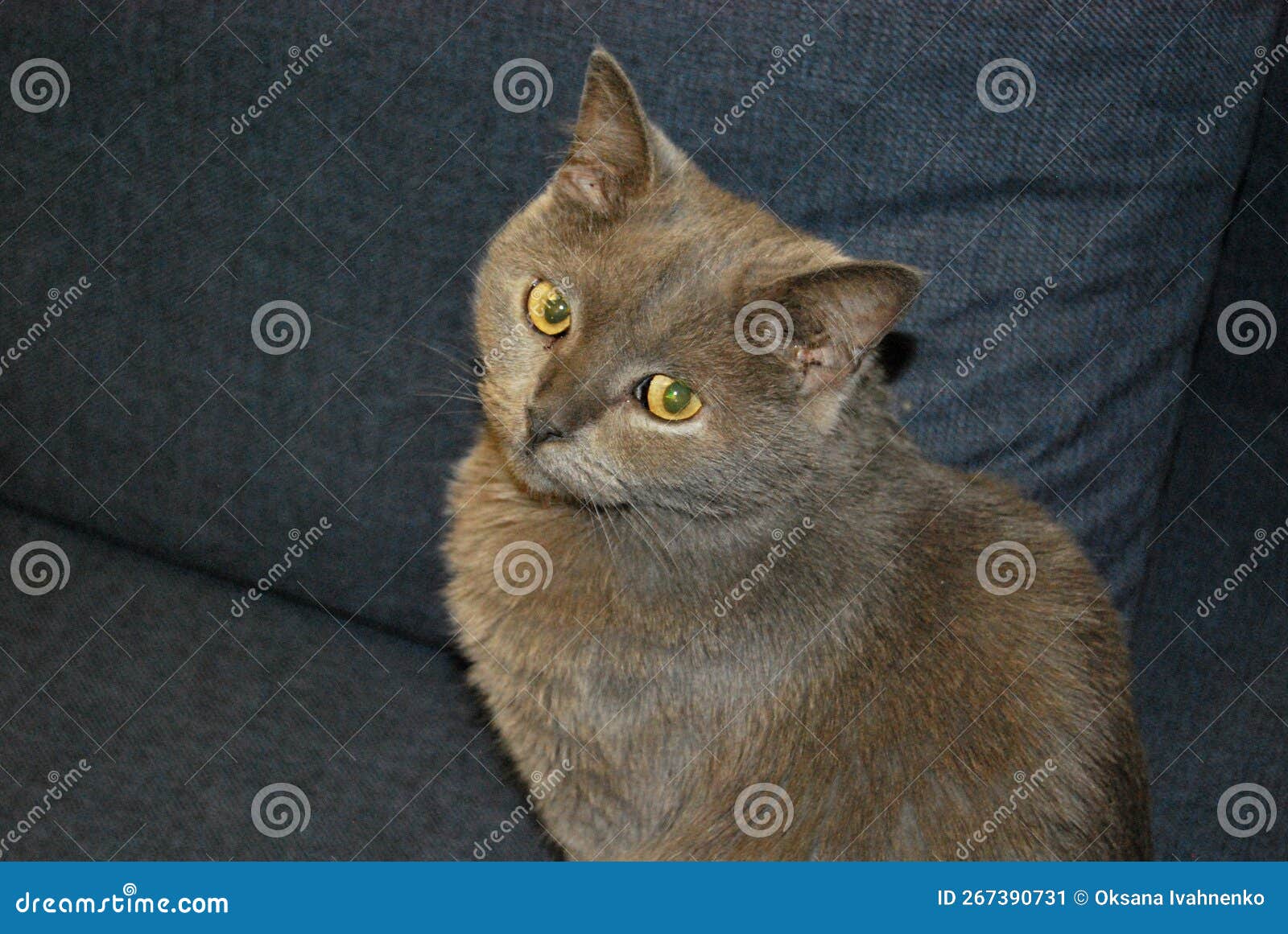 Nice cat my favorite stock image. Image of carnivore - 267390731