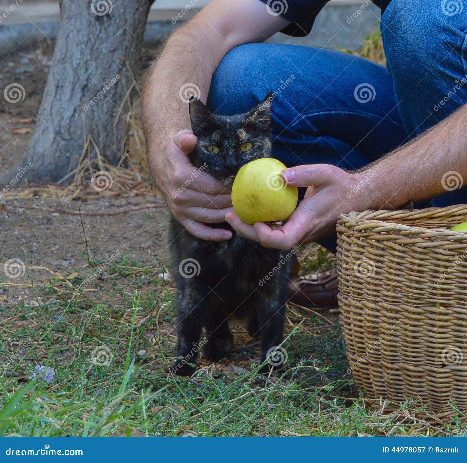 Nice cat stock image. Image of domestic, darling, favourite - 44978057