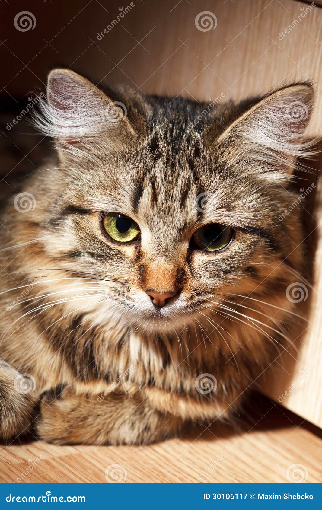 Nice cat stock image. Image of face, lovely, animal, curiosity - 30106117