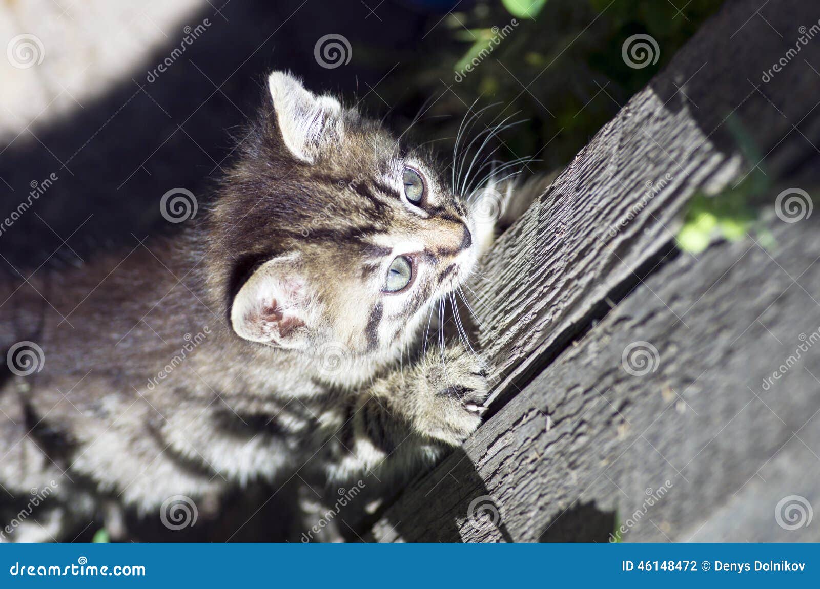 Nice cat stock photo. Image of cute, closeup, furry, head - 46148472