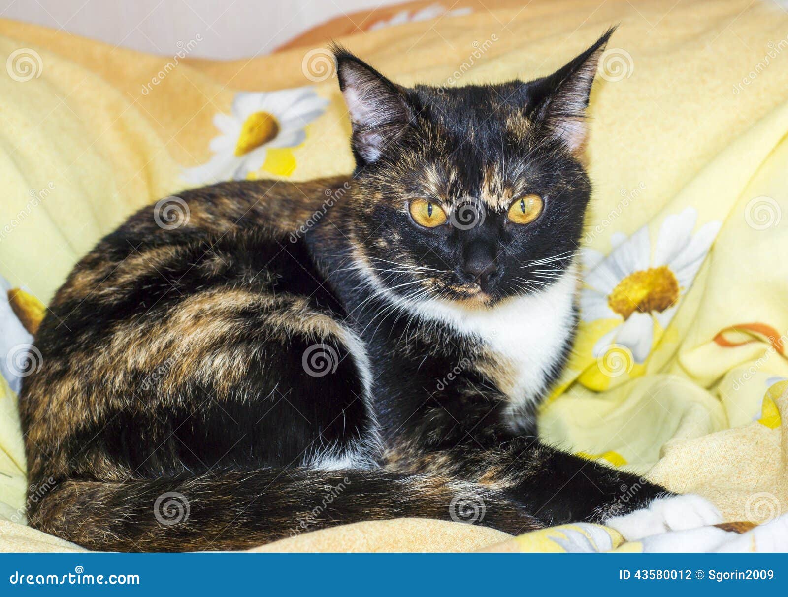 Nice cat stock photo. Image of taking, tricolor, rest - 43580012