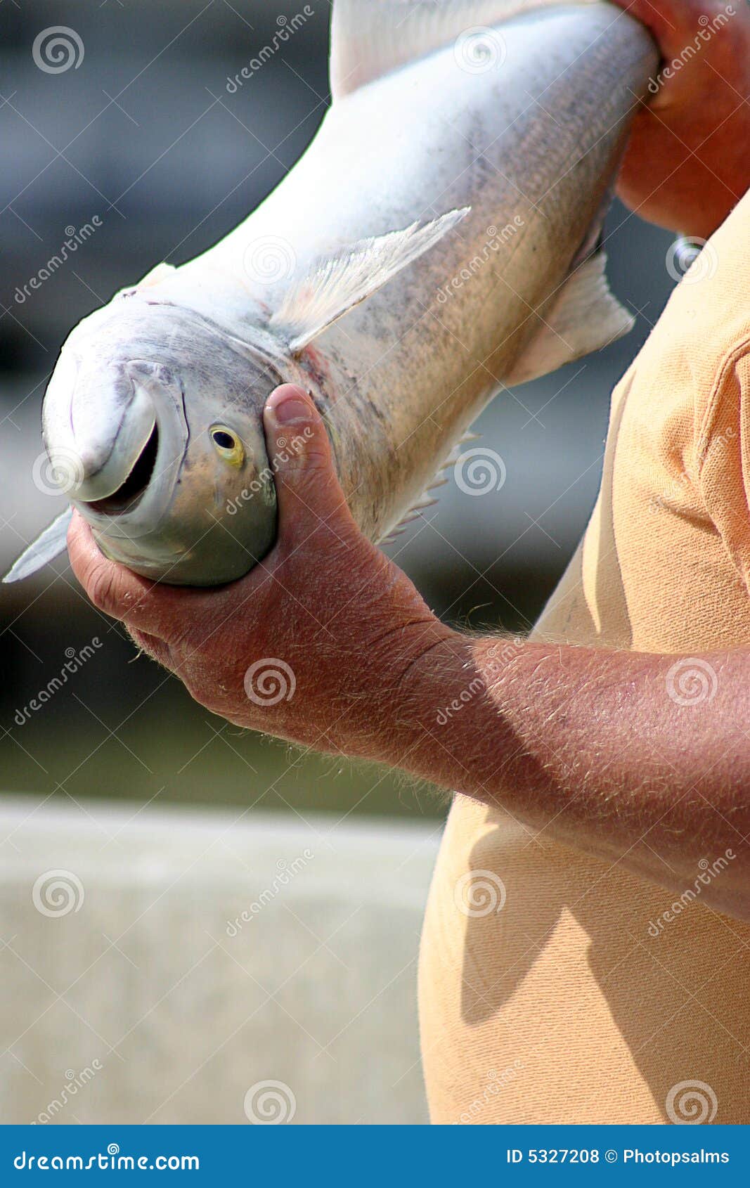 Nice Catch stock photo. Image of fishing, proud, sports - 5327208