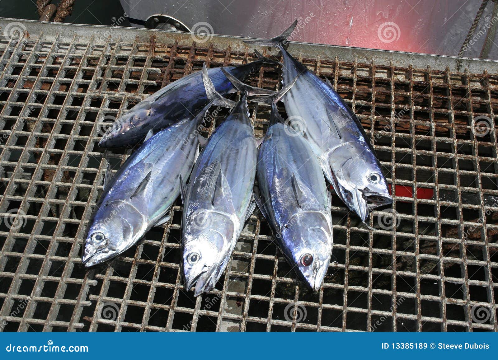 A Nice Catch of Tuna Fish, Mauritius Stock Image - Image of mauritius ...