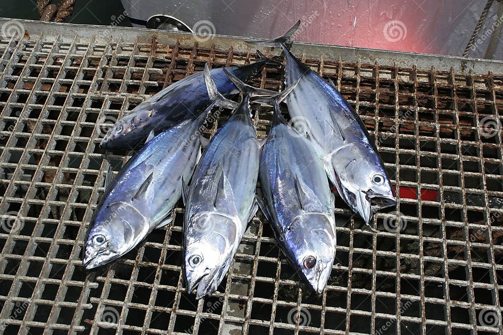 A Nice Catch of Tuna Fish, Mauritius Stock Image - Image of mauritius ...