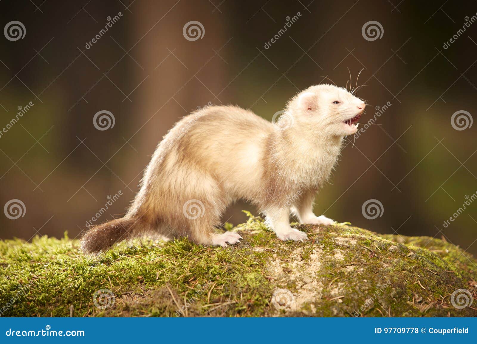 Nice Champagne Ferret Posing on Moss Deep in Summer Forest Stock Photo ...
