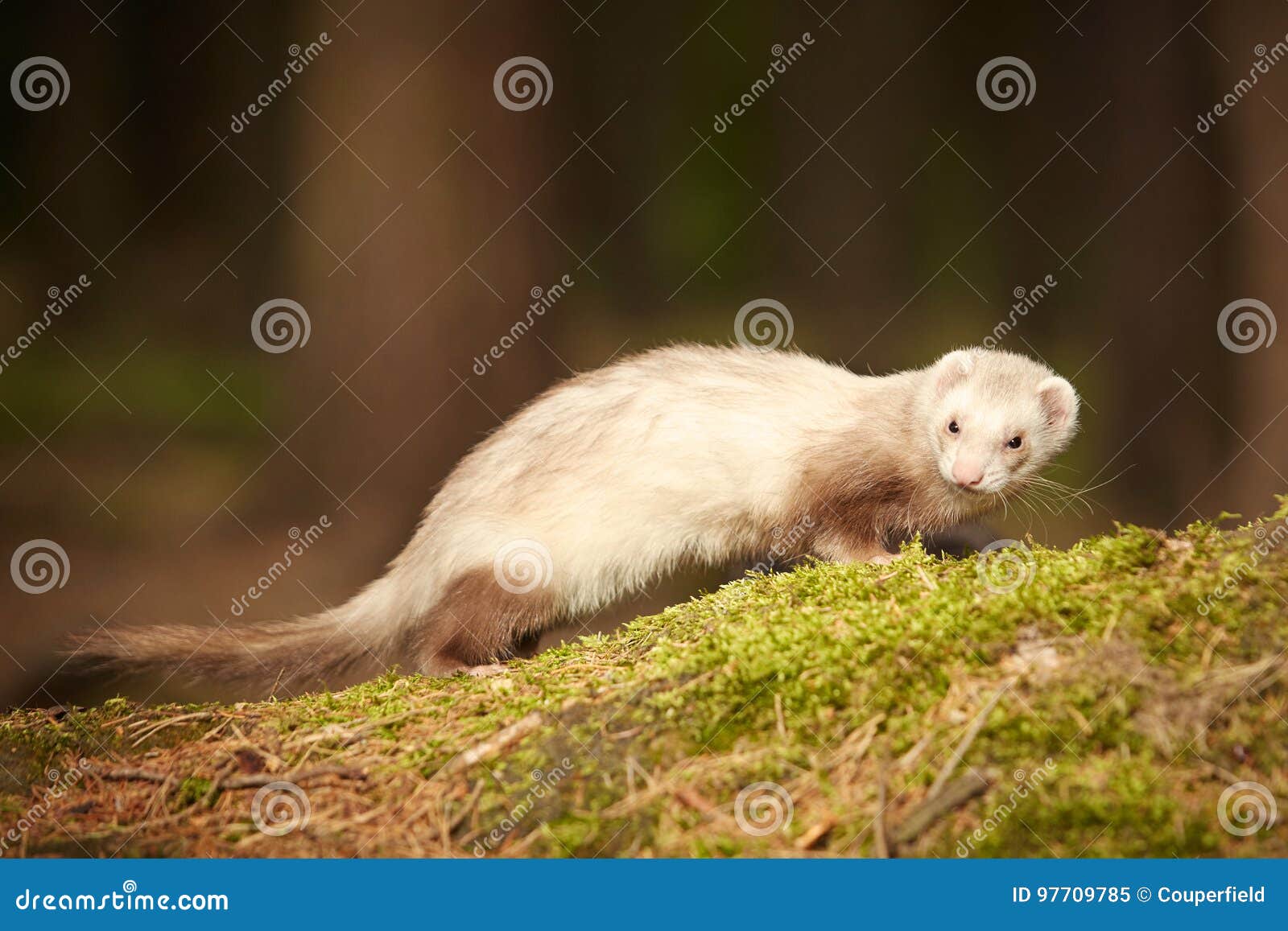 Nice Champagne Ferret Posing on Moss Deep in Summer Forest Stock Image ...