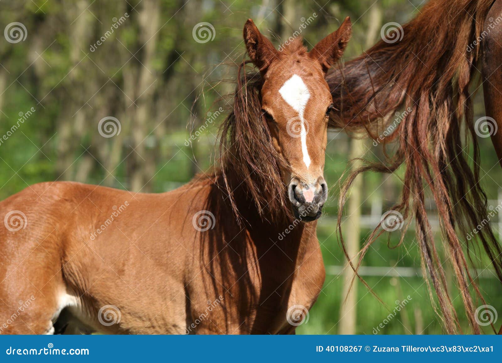 Nice Chestnut Foal in Spring Stock Image - Image of peaceful, pasturage ...