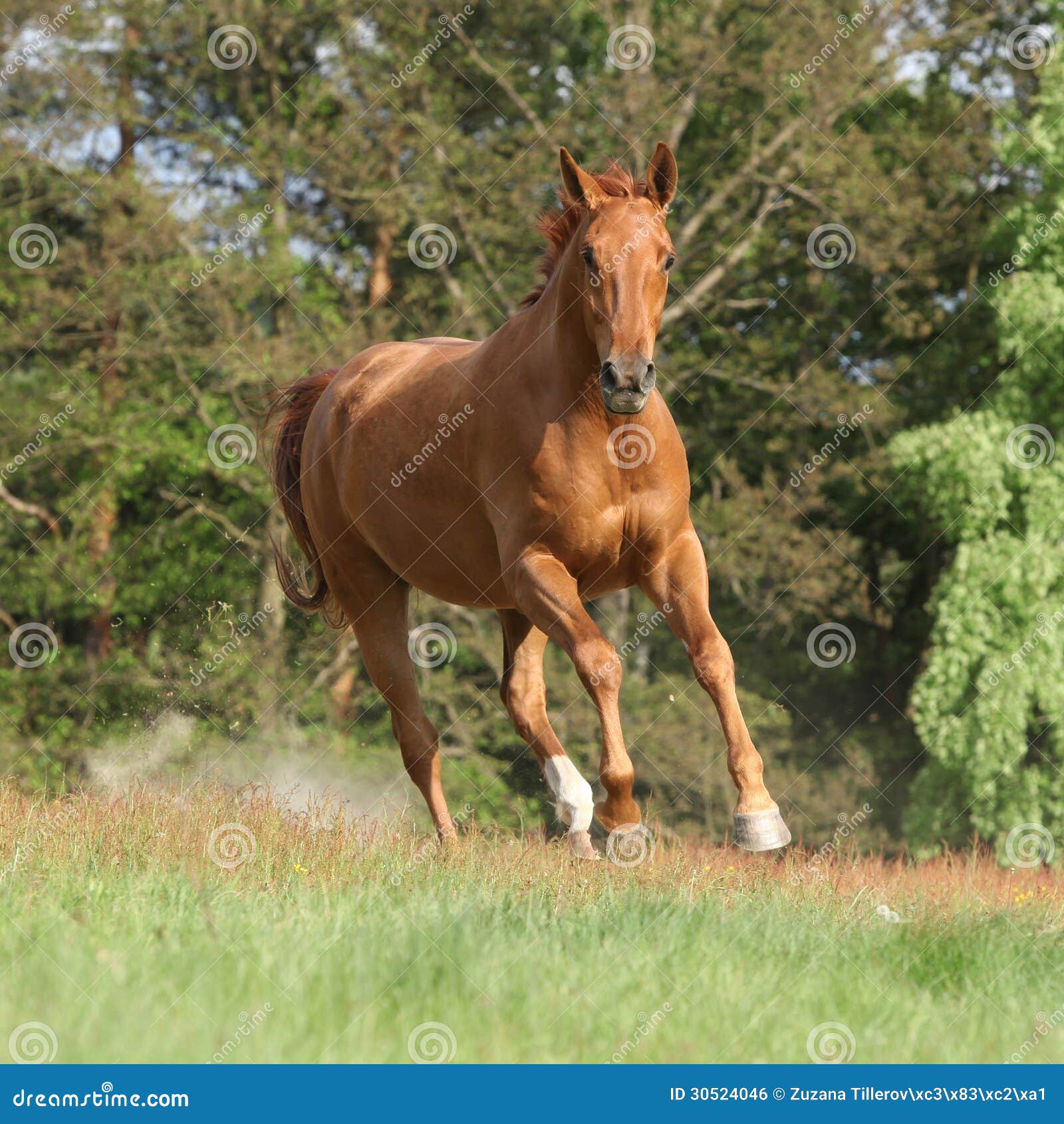 Nice Chestnut Horse Running in Freedom and Making the Dust Stock Photo ...