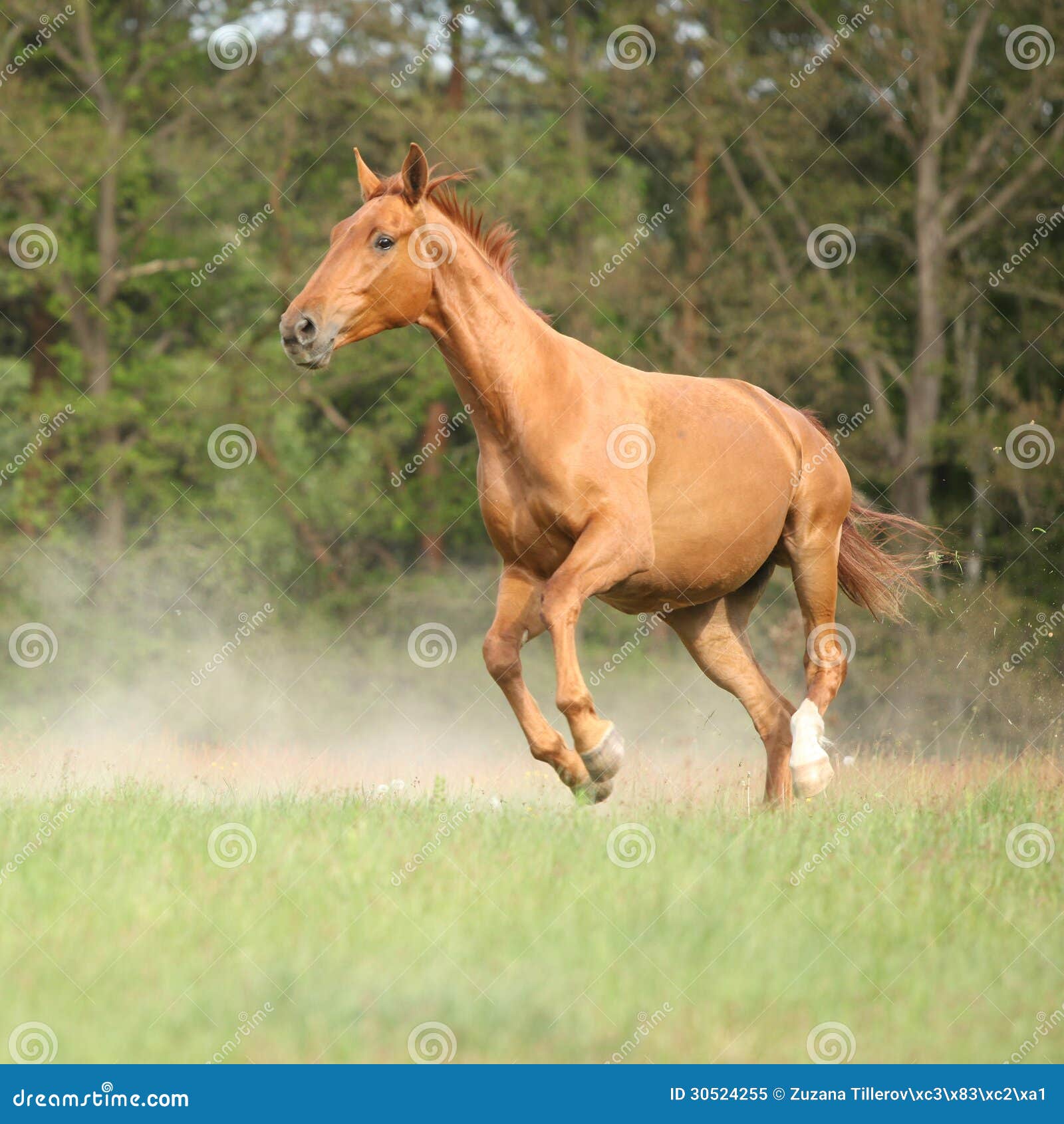 Nice Chestnut Horse Running in Freedom and Making the Dust Stock Image ...