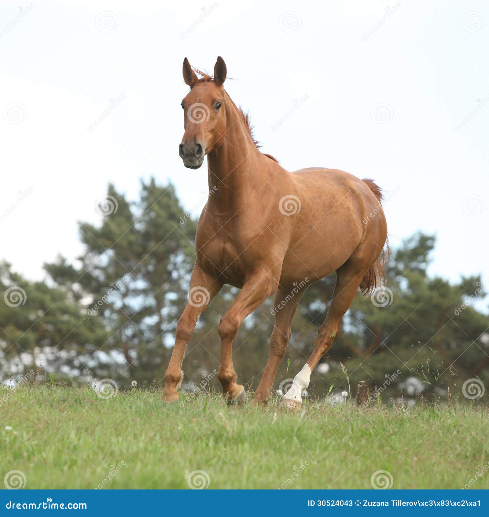 Nice Chestnut Horse Running in Freedom Stock Image - Image of action ...