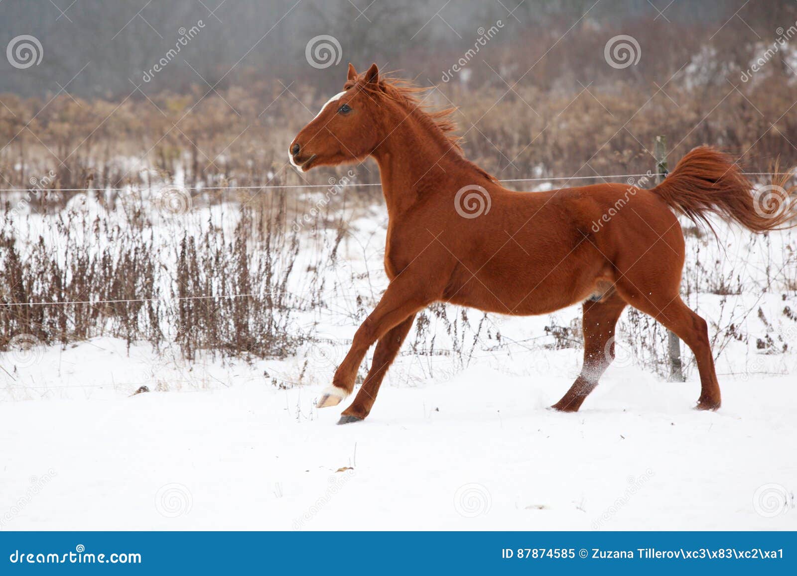 Nice Chestnut Horse Running in Winter Stock Image - Image of ...