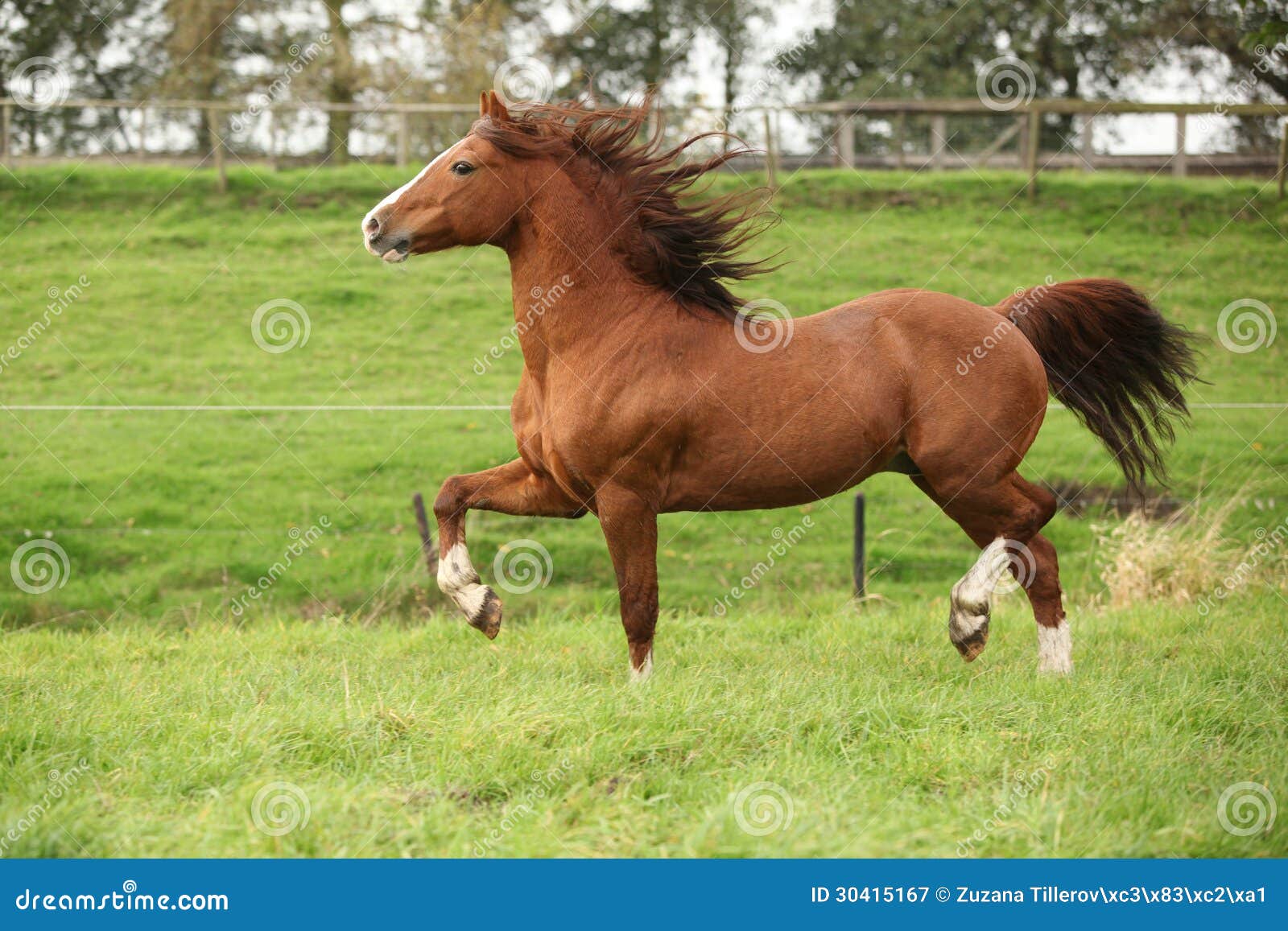 Nice Chestnut Welsh Pony Stallion Running on Pasturage Stock Image ...