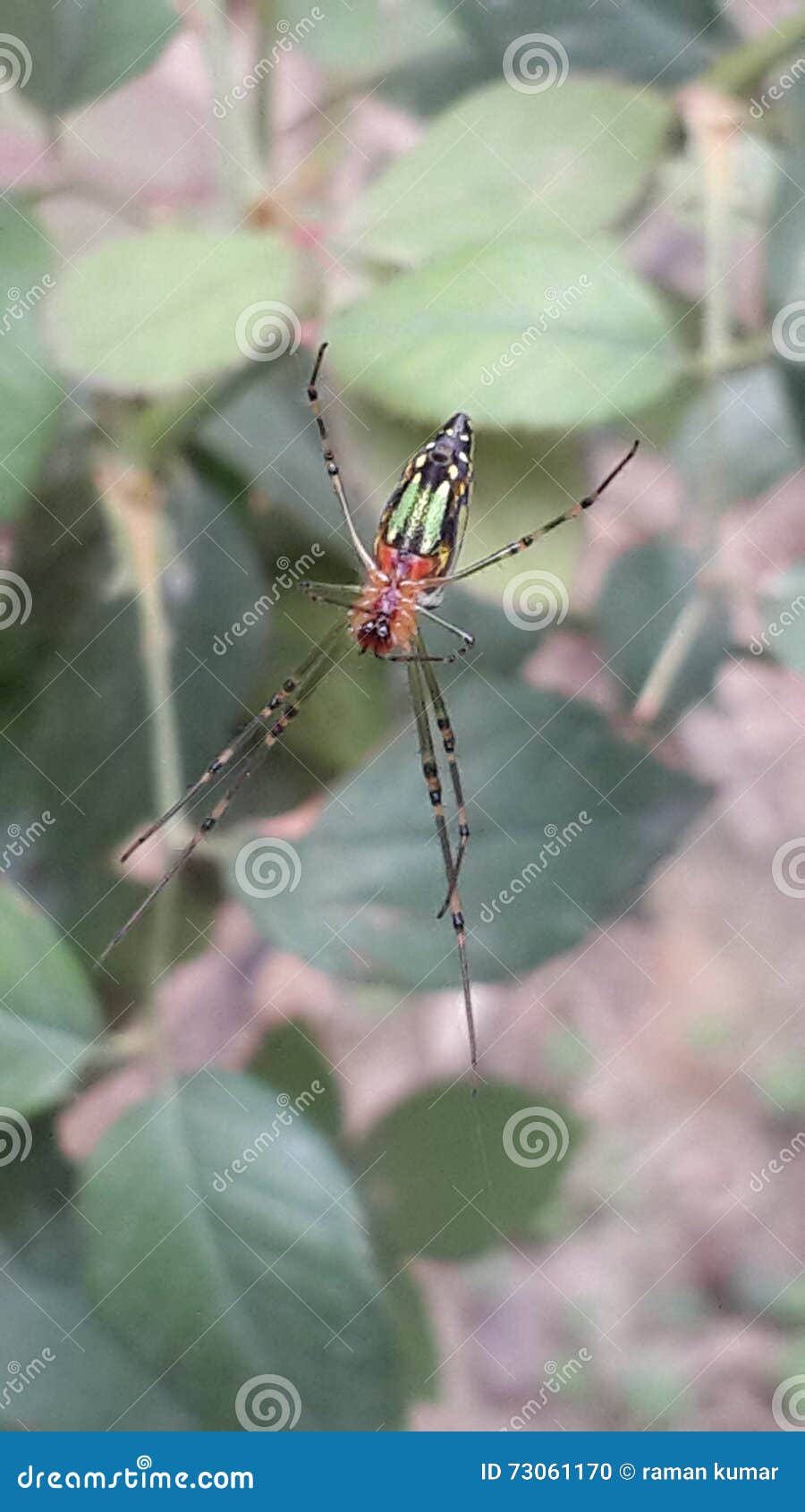 This is the Nice Click Spider with Human Spider Face Stock Photo ...