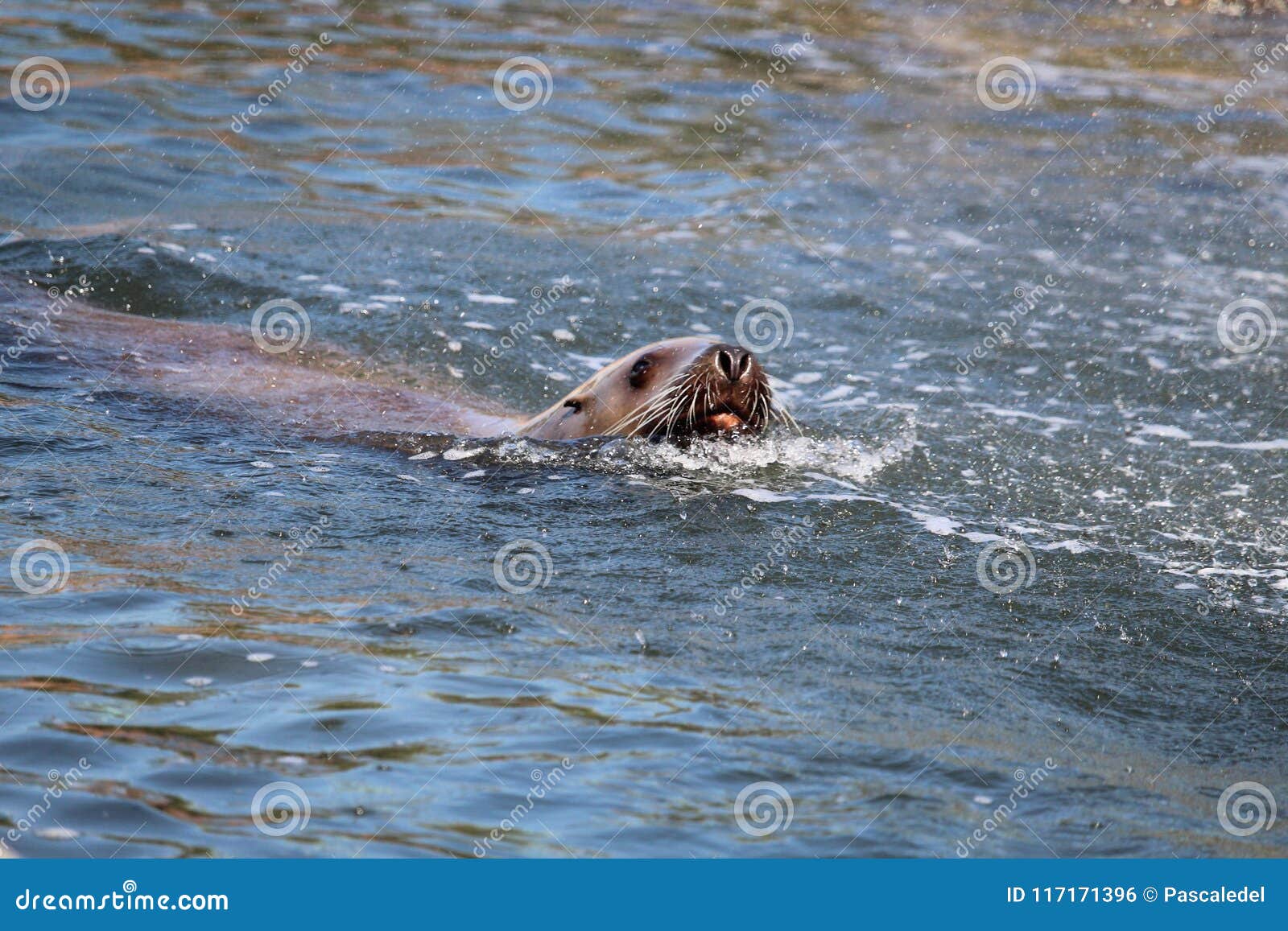 Seal Close Up stock photo. Image of beach, close, seals - 117171396