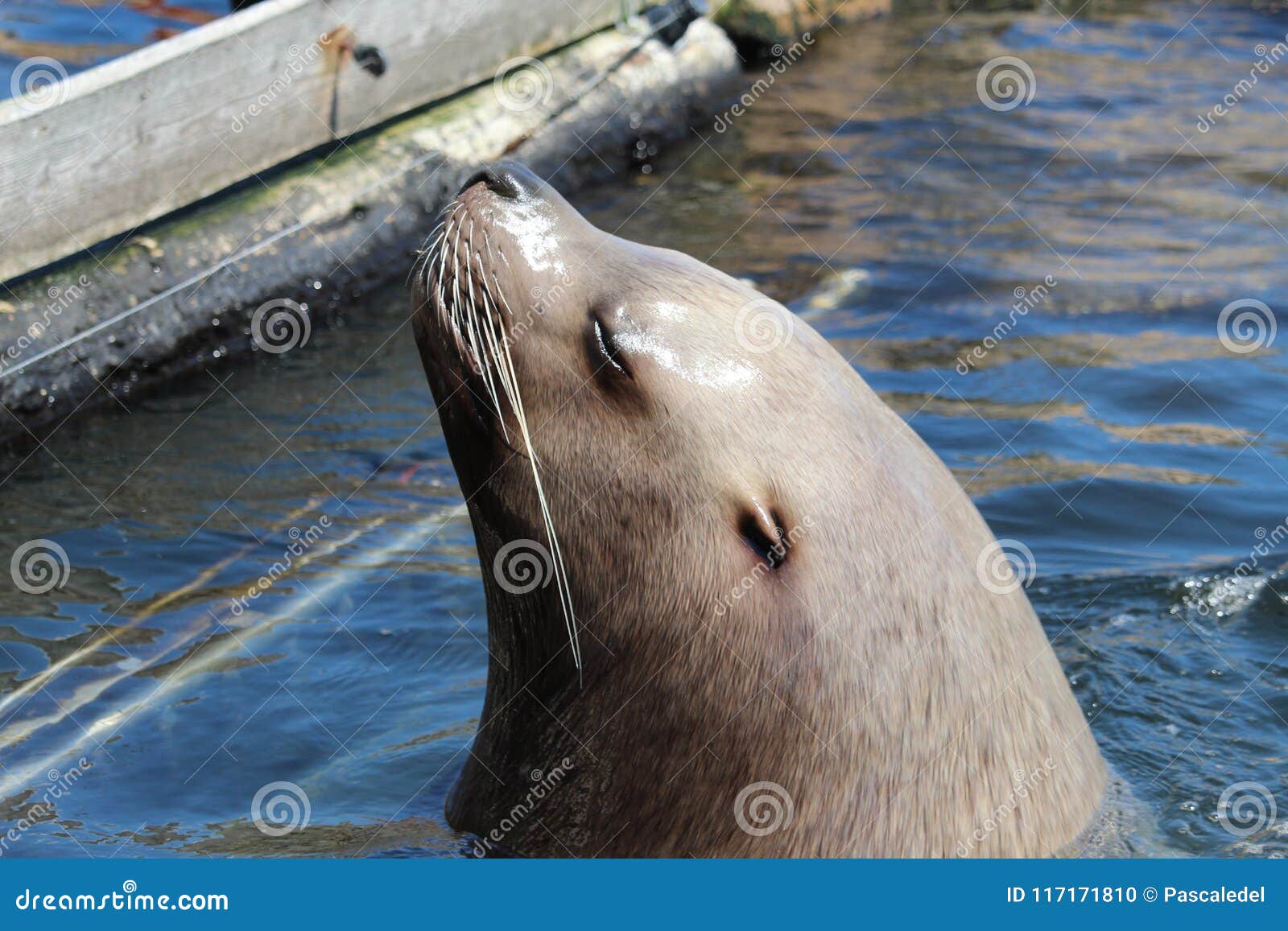 Seal Close Up stock photo. Image of aquatic, wildlife - 117171810