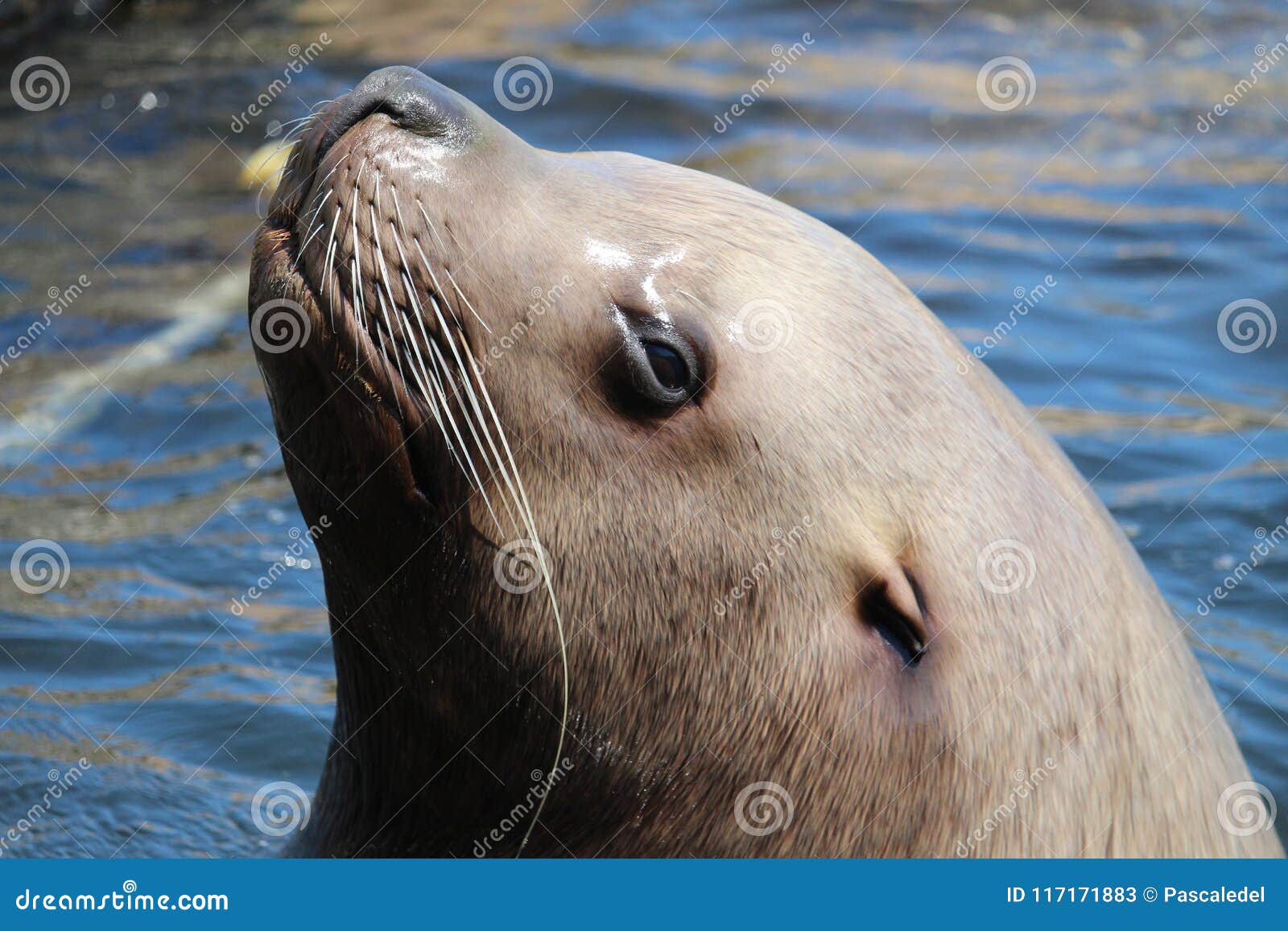 Seal Close Up stock image. Image of rock, sealion, wildlife - 117171883