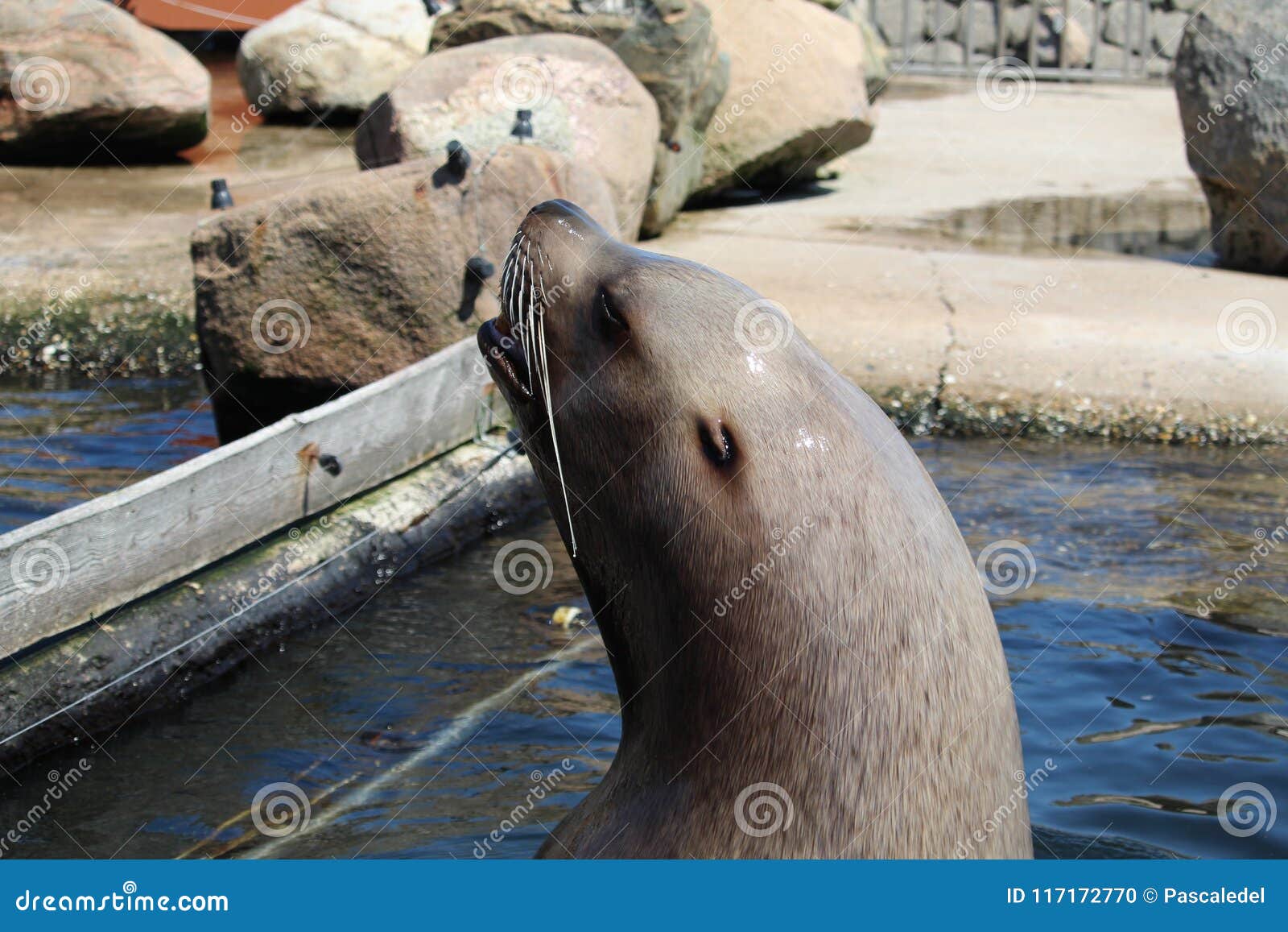 Seal Close Up stock photo. Image of sleeping, seal, wild - 117172770