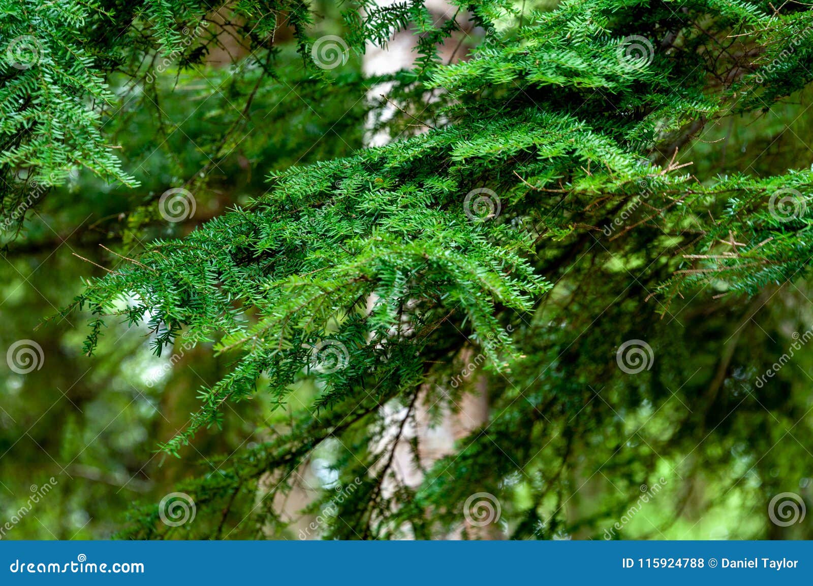 Close up of a Pine Tree stock photo. Image of material - 115924788