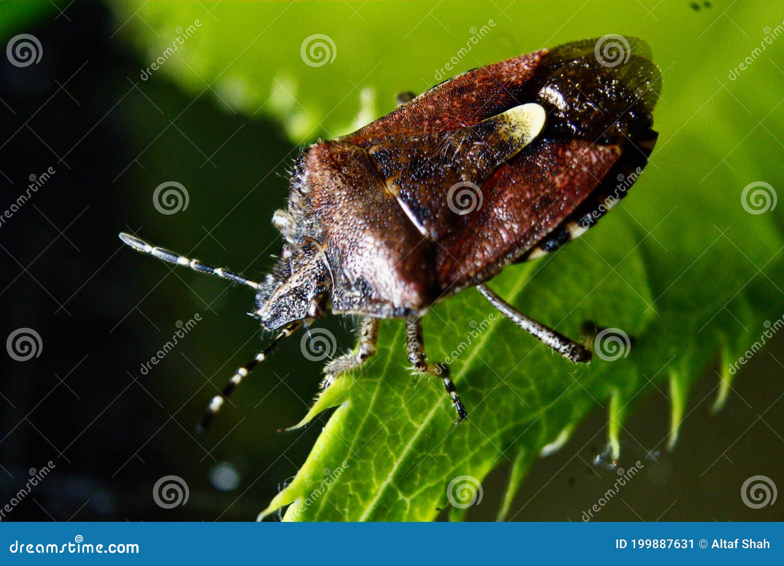Nice Close Up View of Bug on White Flower Stock Image - Image of ...