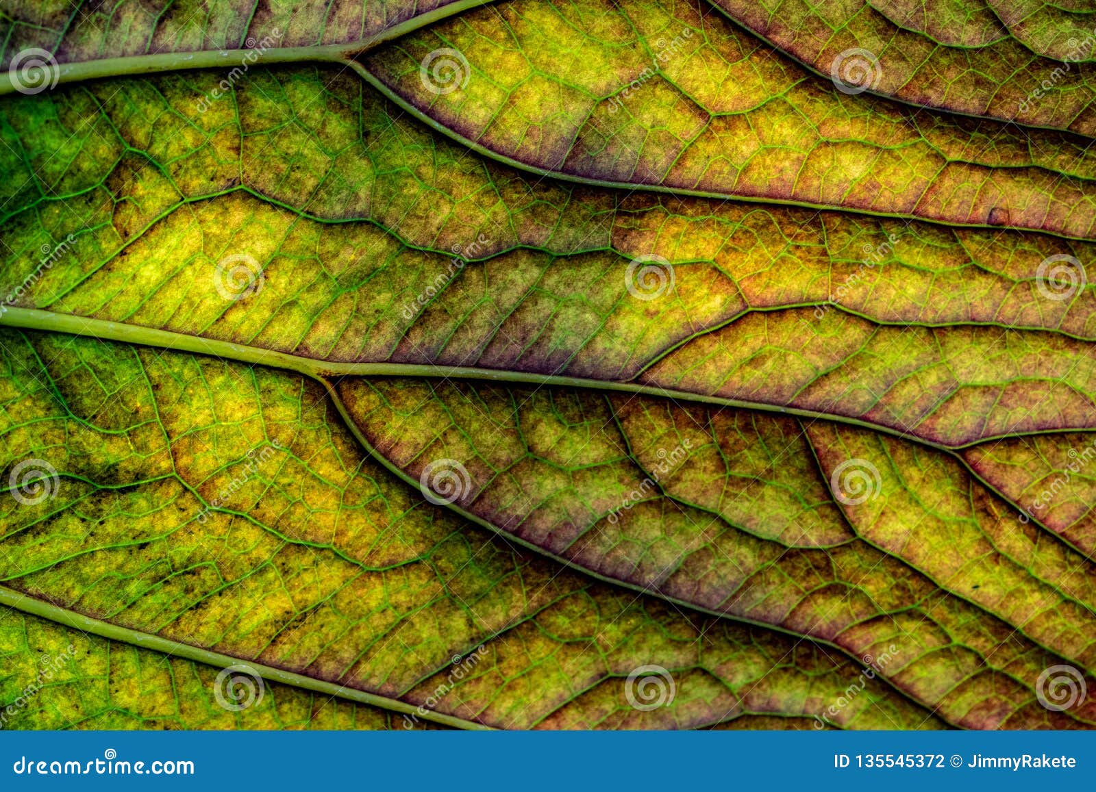A Nice Close-up View on a Green Leaf with a Lot of Details and ...