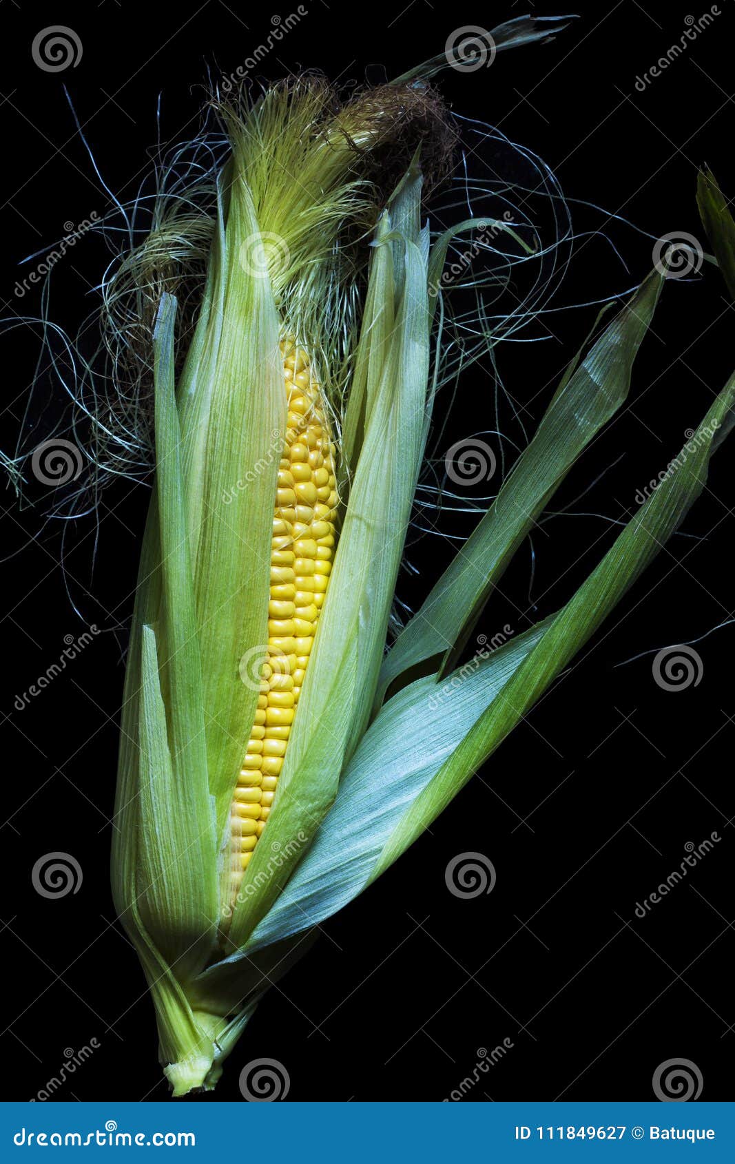 Maize cob stock image. Image of ingredients, corn, agriculture - 111849627