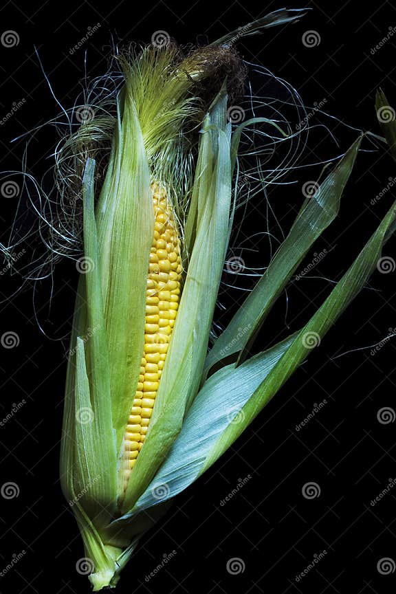 Maize cob stock image. Image of ingredients, corn, agriculture - 111849627