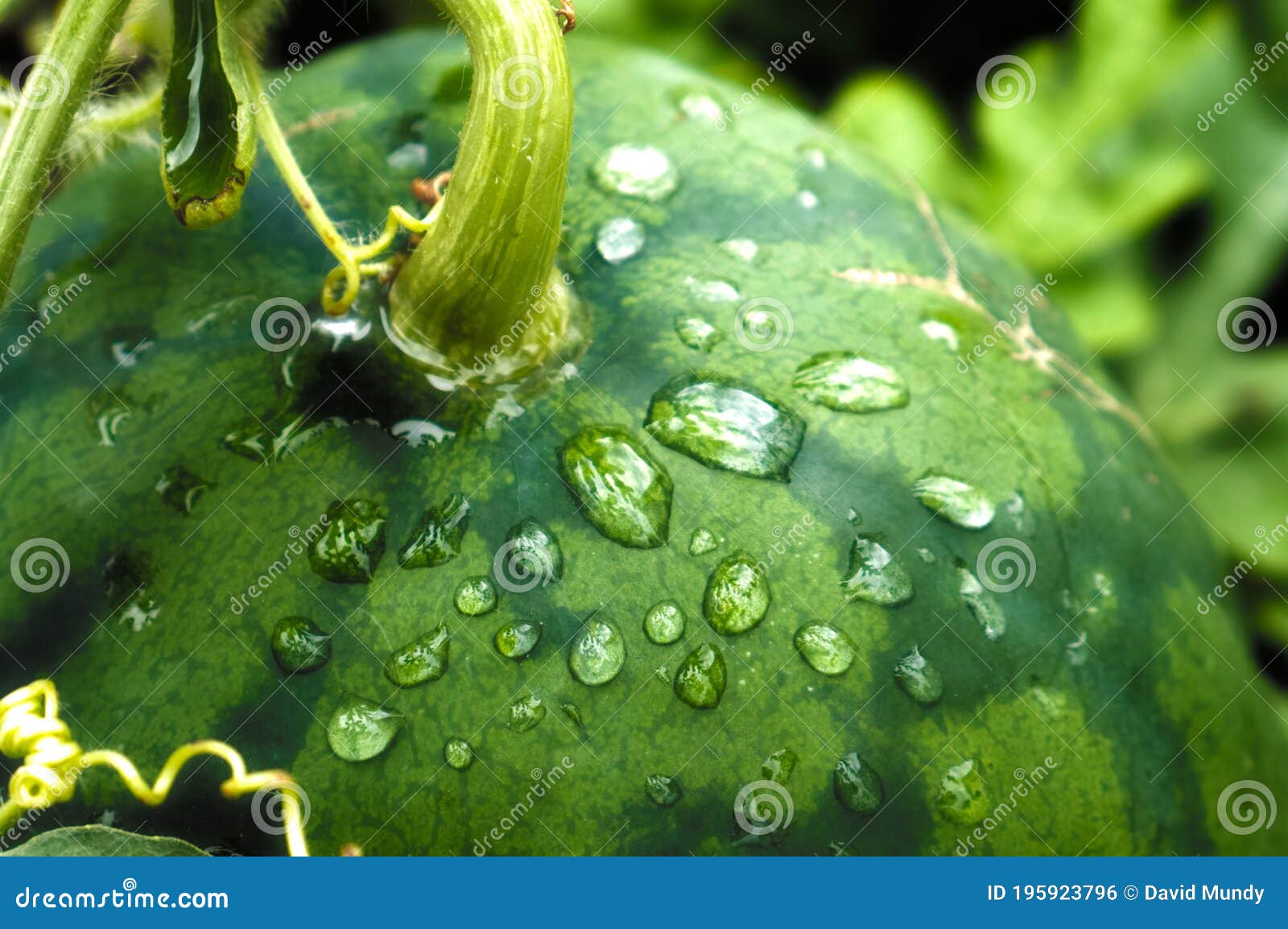 Watermelon on the vine stock photo. Image of harvest - 195923796