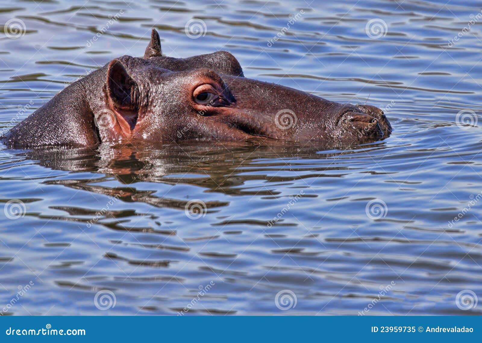 Nice closeup of Hippo stock image. Image of cute, swim - 23959735