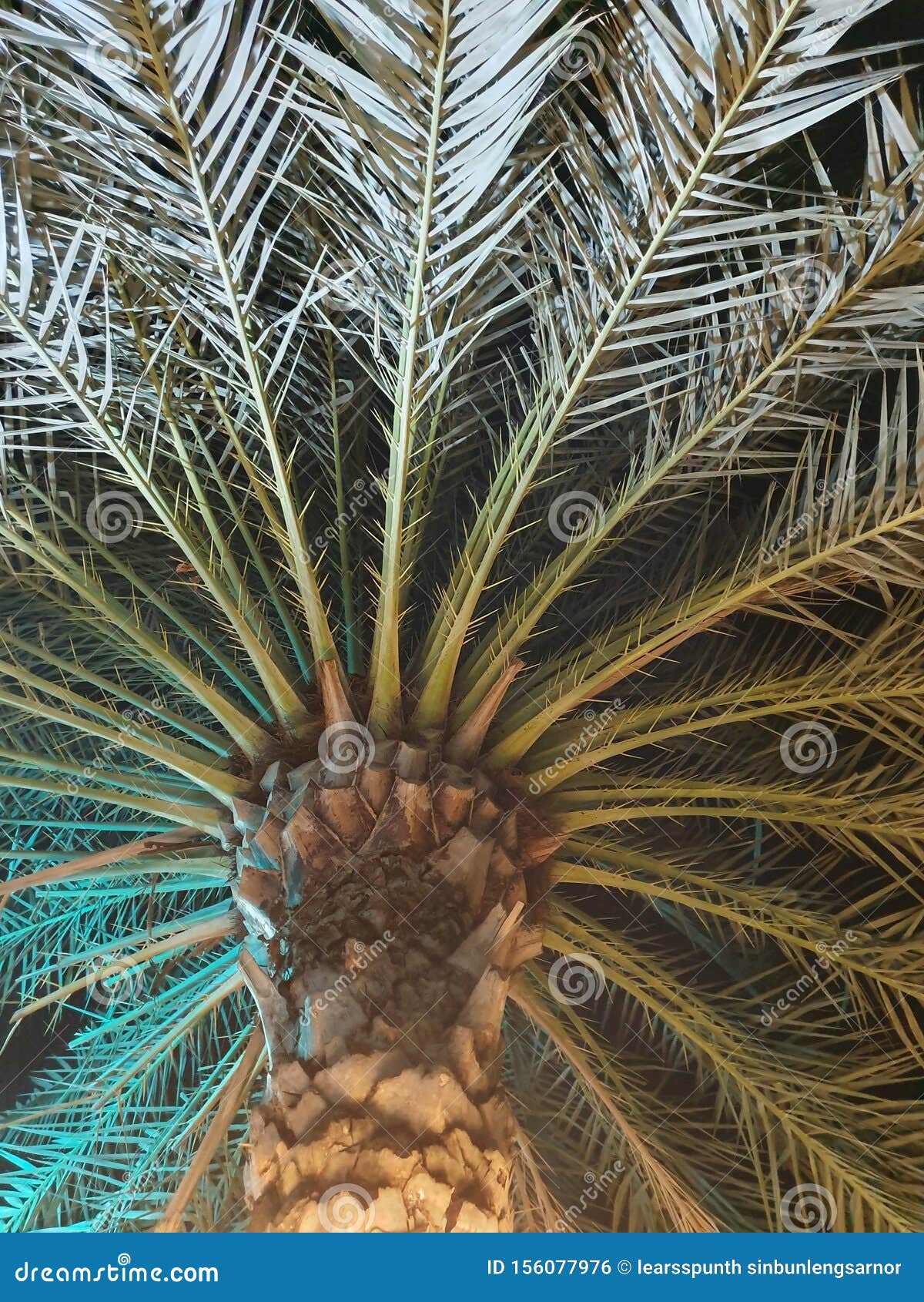 Nice coconut stock photo. Image of coconut, nice, beautiful - 156077976