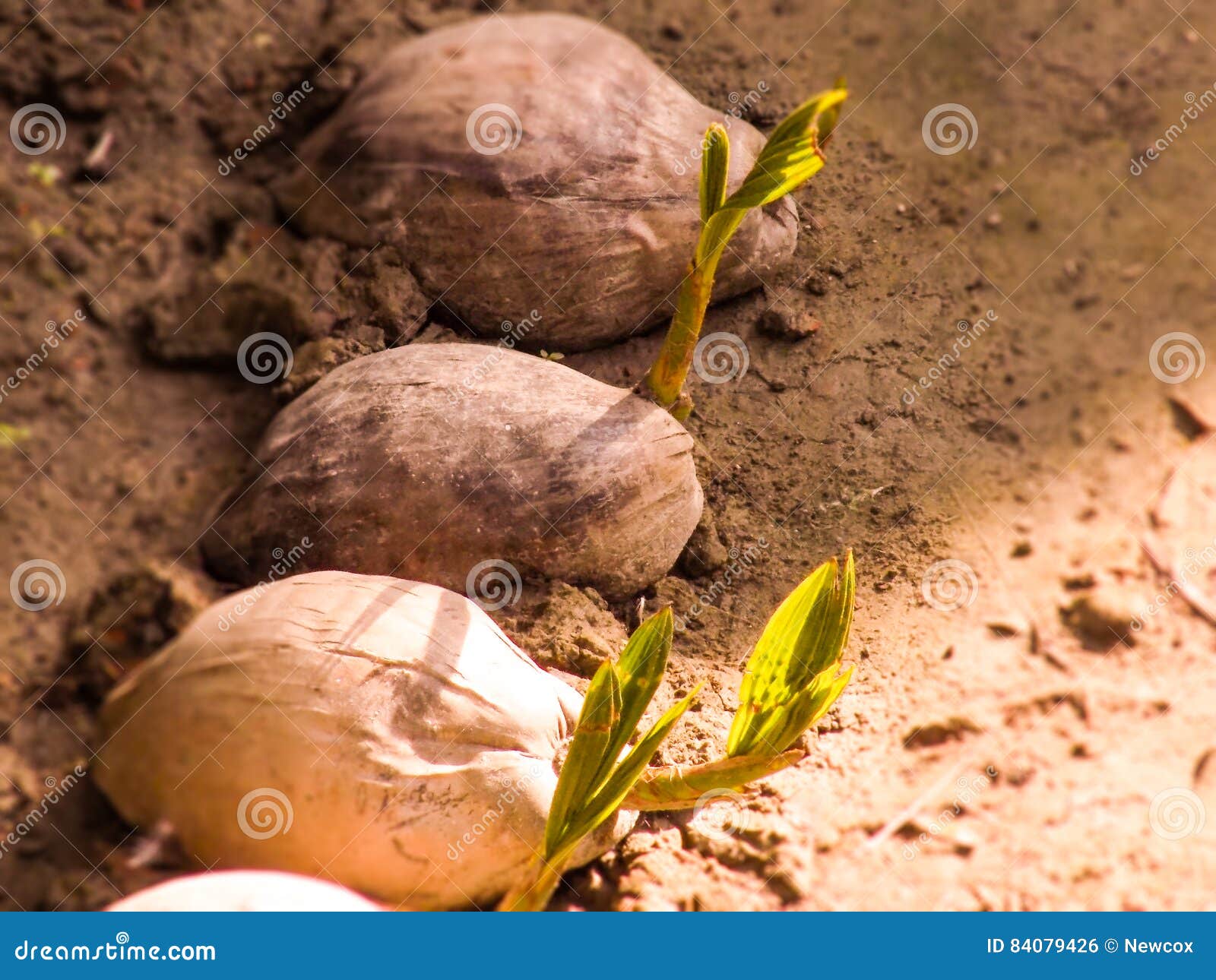 Nice Coconut with shoot stock photo. Image of nice, water - 84079426