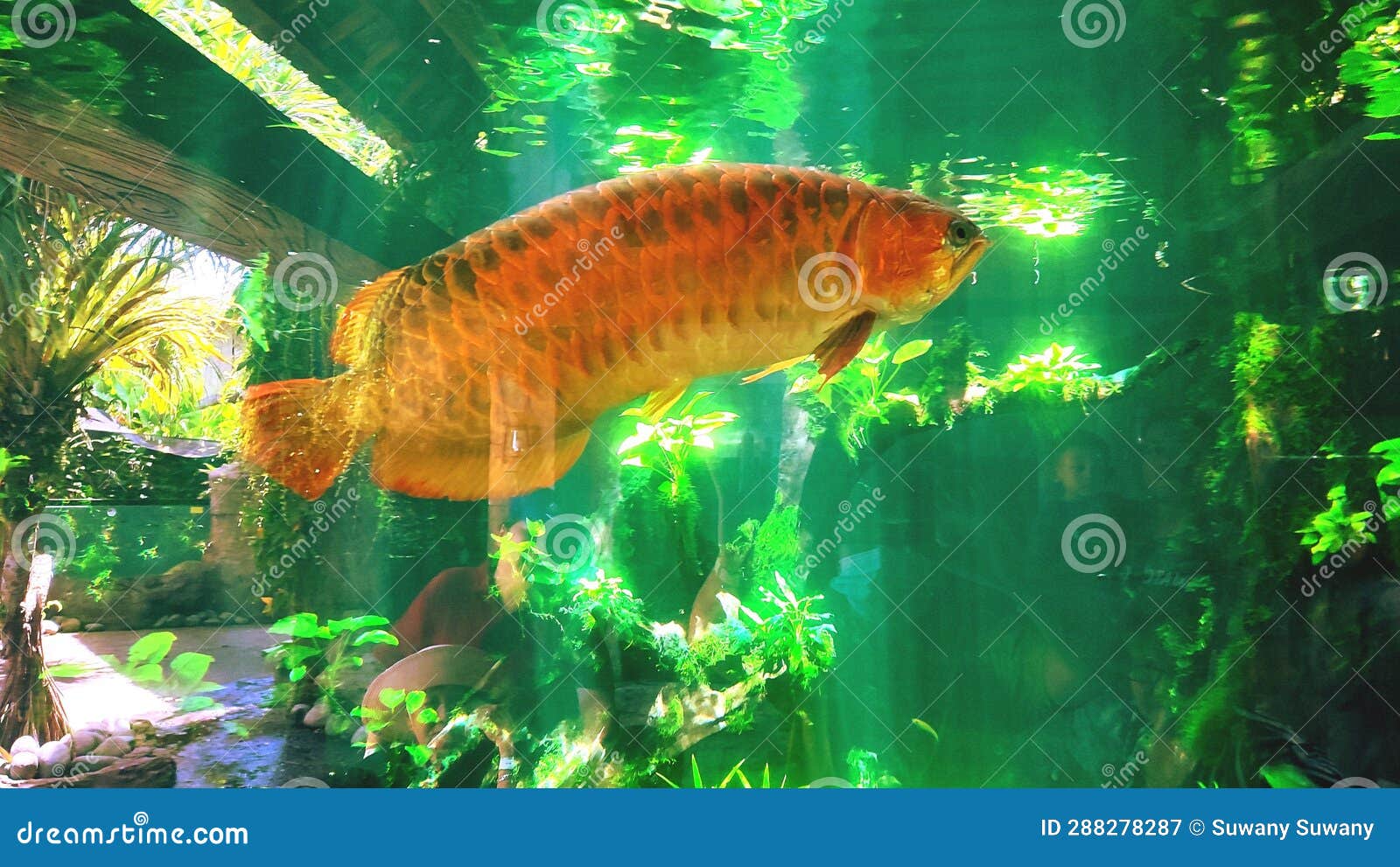 Nice color of arowana fish stock image. Image of organism - 288278287