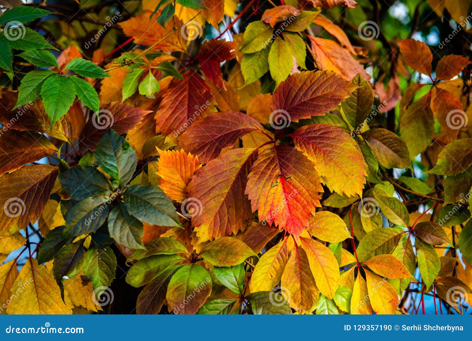 Nice Color Grape Leaves Autumn Colors Bright Stock Photo - Image of ...
