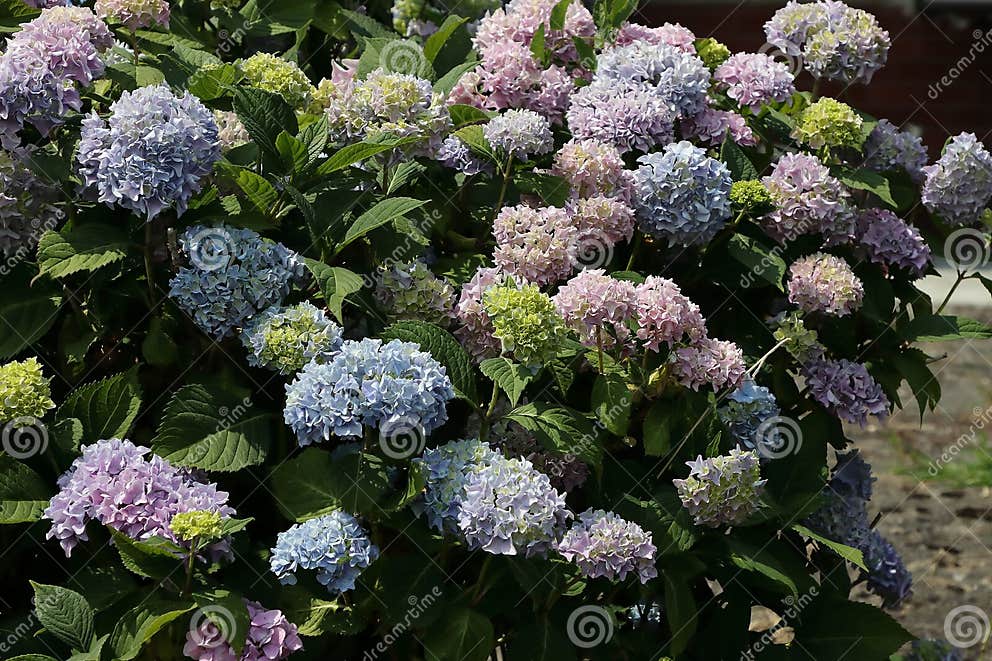 Nice 3 color hotensia stock image. Image of blossom - 286392257