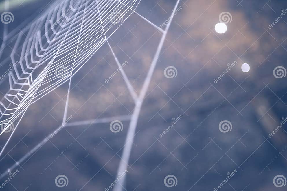 Nice colored cobweb stock photo. Image of cobweb, insect - 48547368