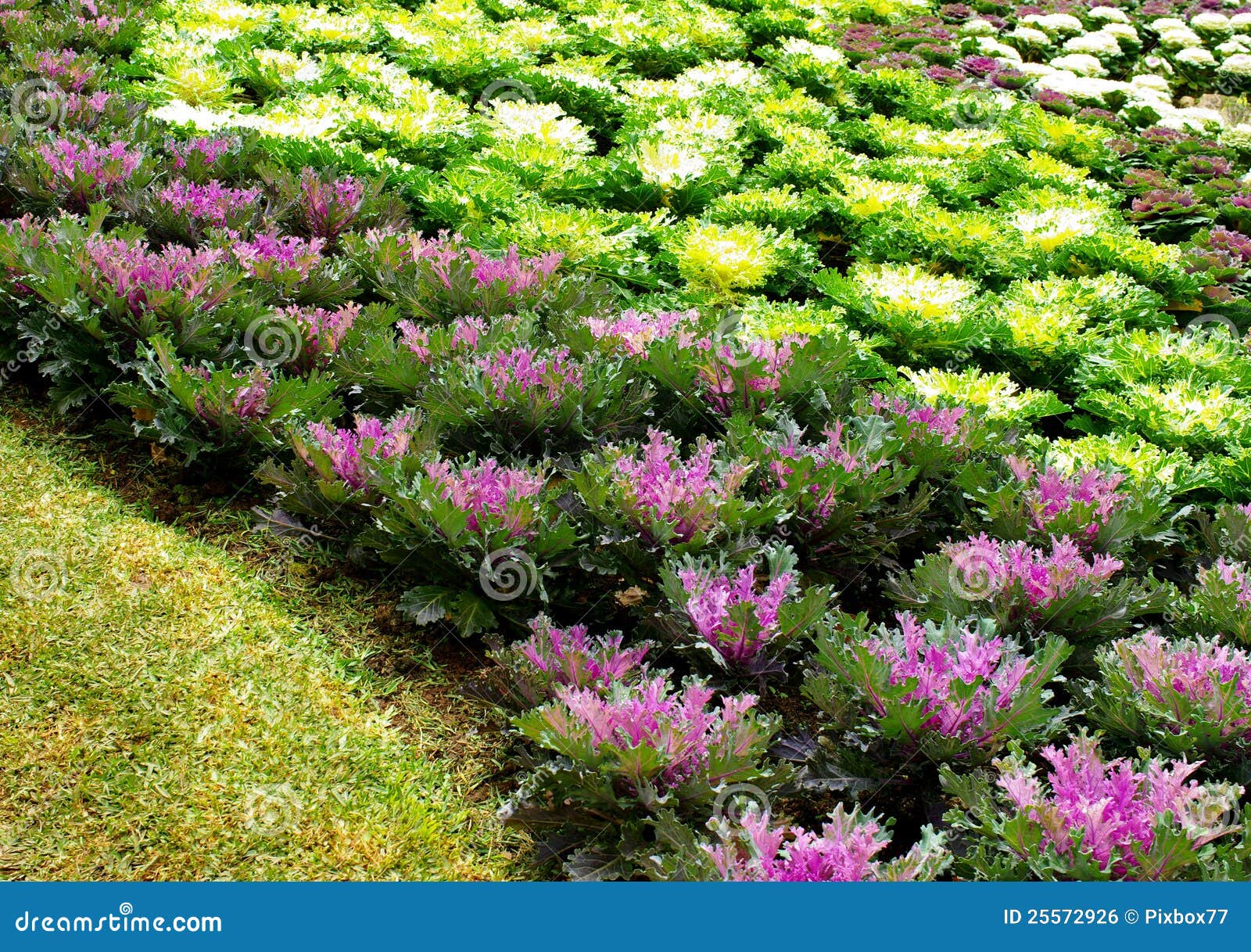 Nice colorful cabbage stock photo. Image of herb, tree - 25572926