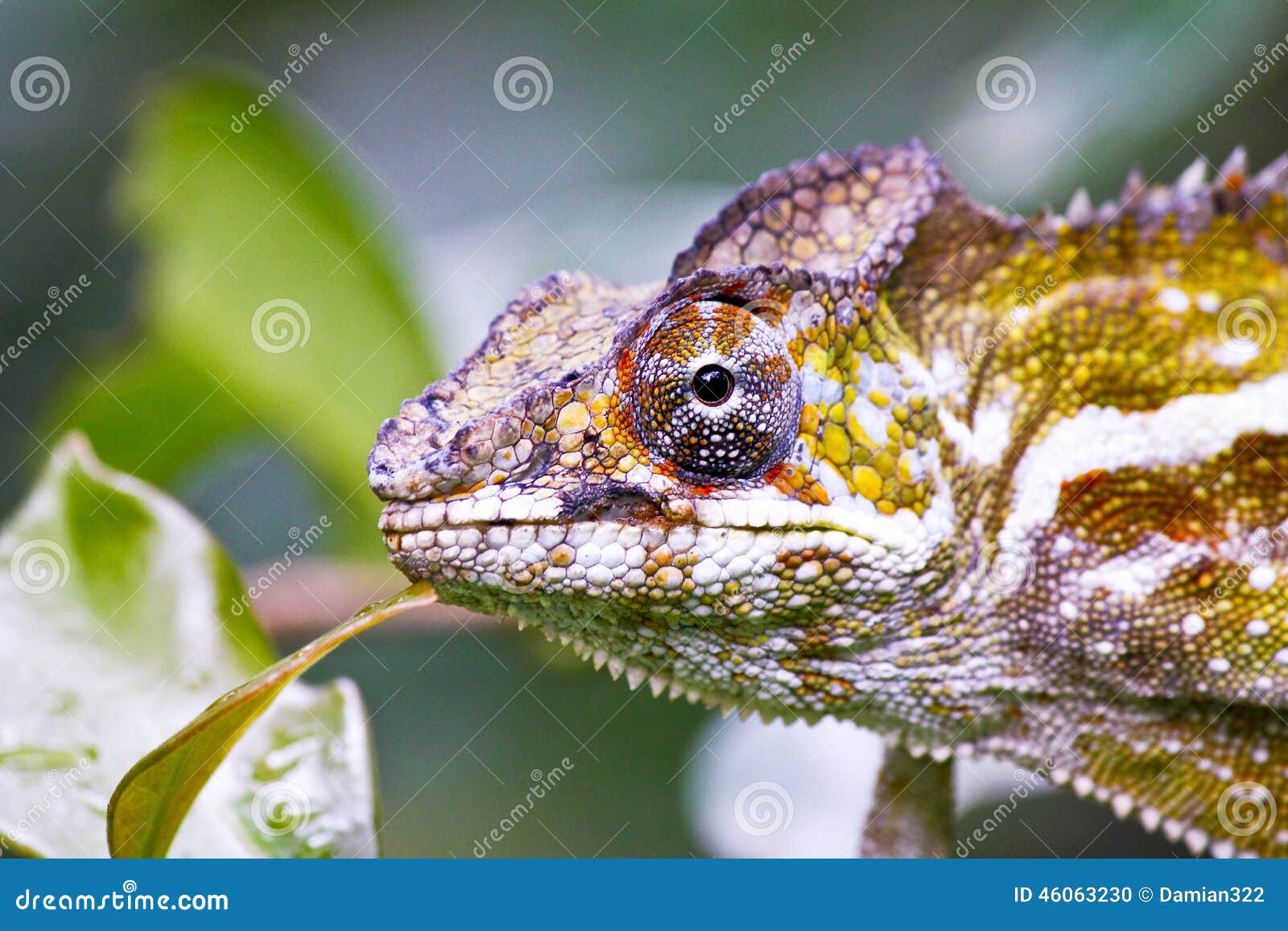 Nice Colorful Chameleon, Cameleon Lizard Stock Photo - Image of eyes ...