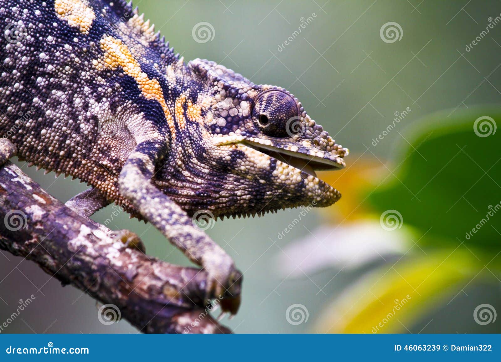 Nice Colorful Chameleon, Cameleon Lizard Stock Image - Image of endemic ...