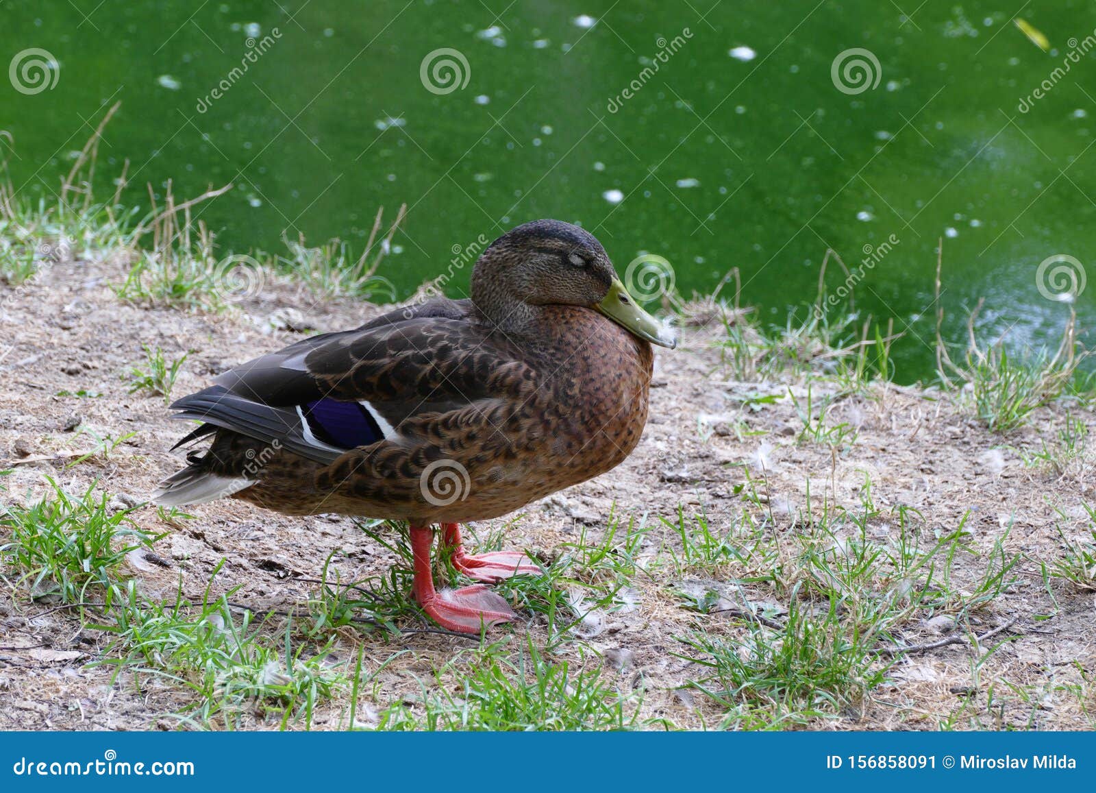 Nice colorful duck stock image. Image of swim, animal - 156858091
