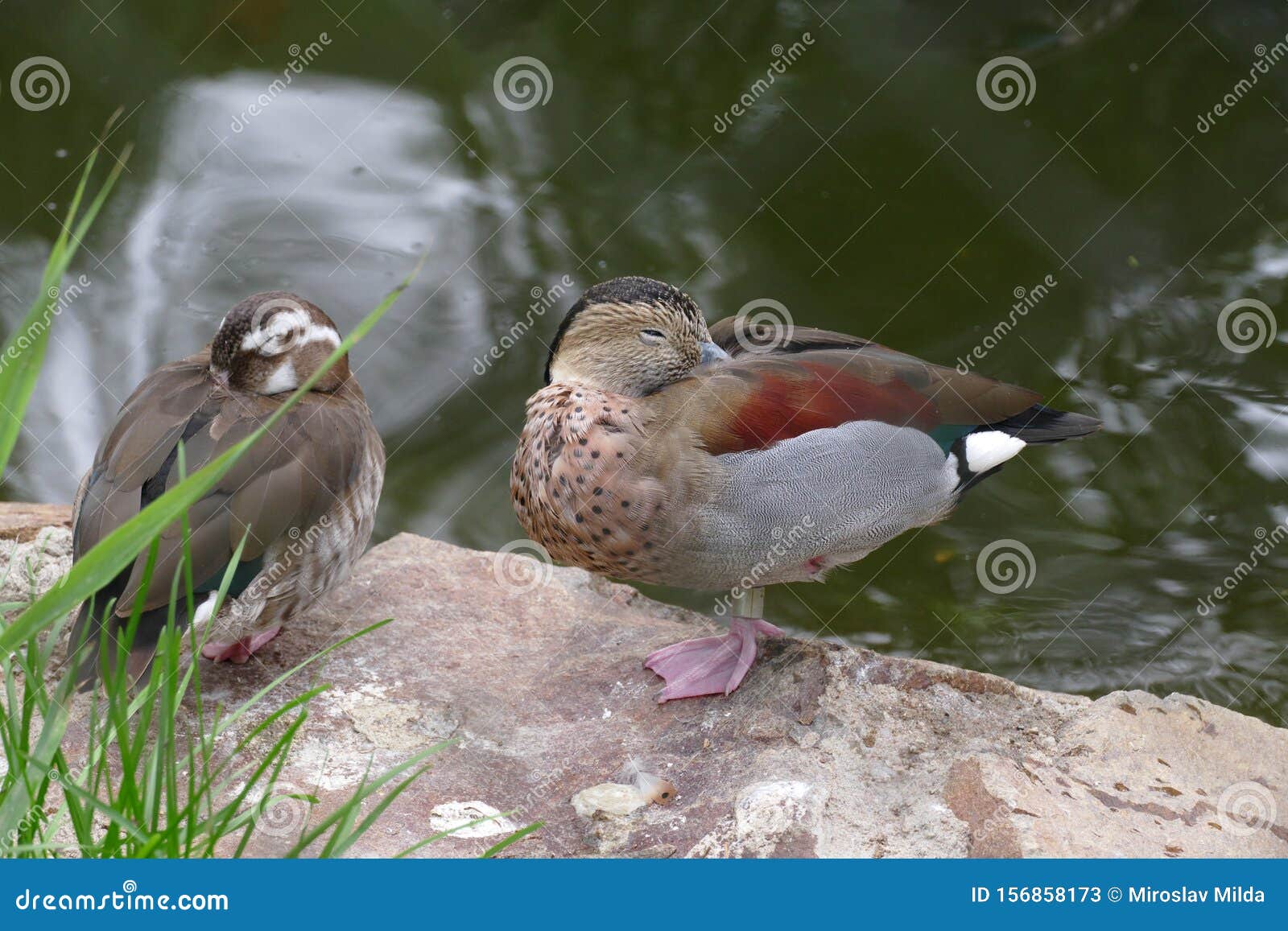 Nice colorful duck stock image. Image of life, duckling - 156858173
