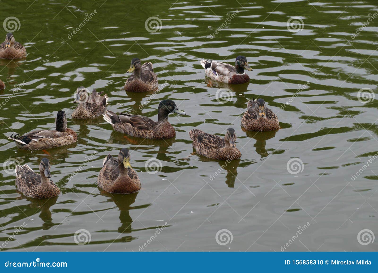 Nice colorful duck stock photo. Image of beautiful, duckling - 156858310