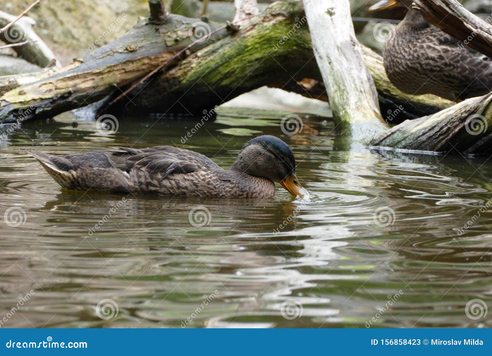 Nice colorful duck stock image. Image of pond, beauty - 156858423