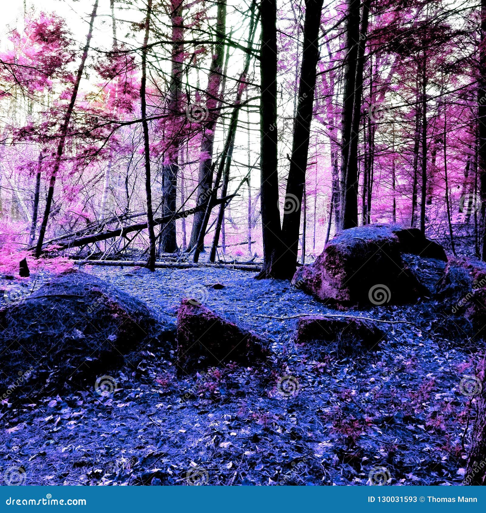 Pink trees stock image. Image of nice, pink, colorful - 130031593