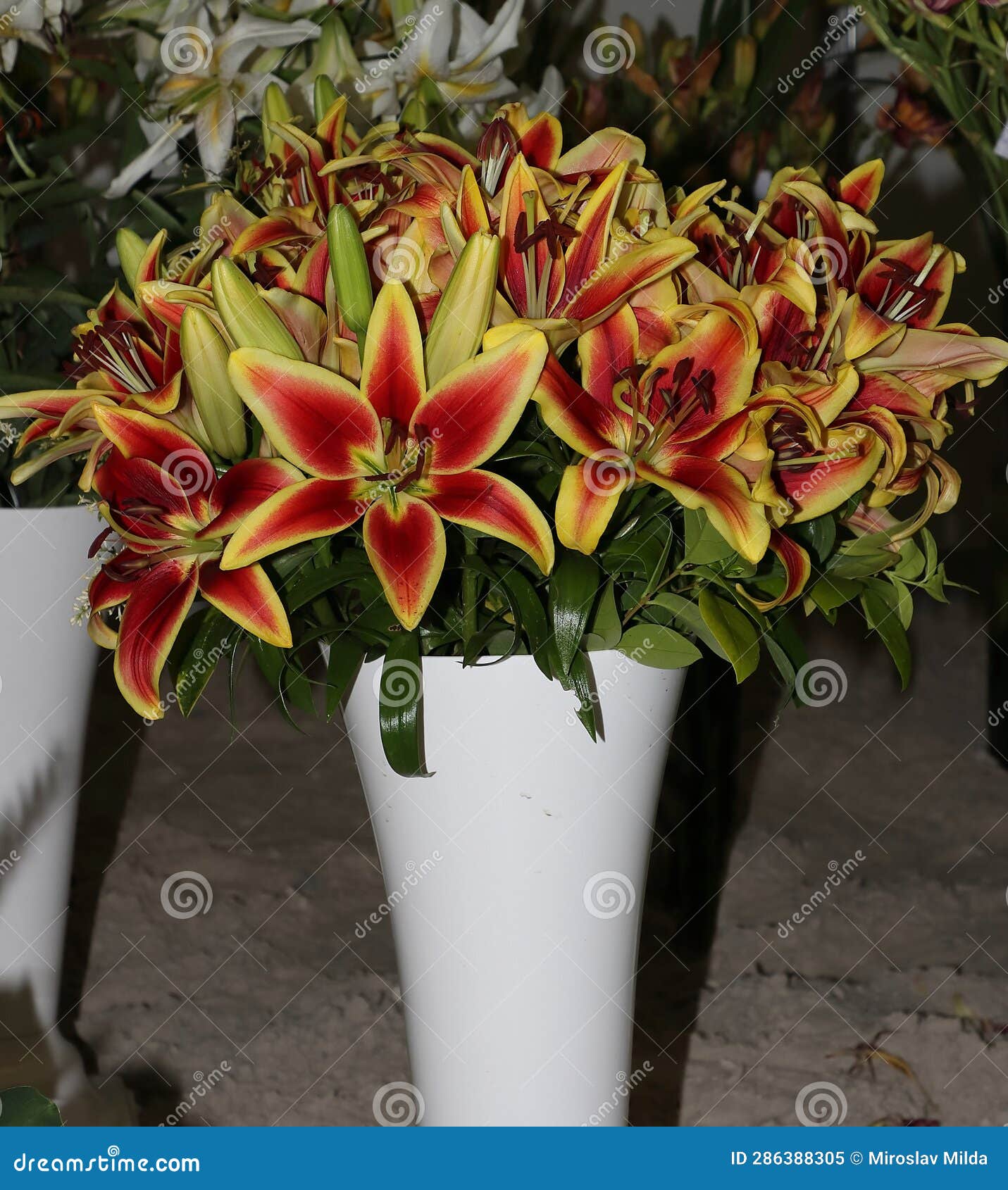 Nice colorful lily blossom stock image. Image of cute - 286388305