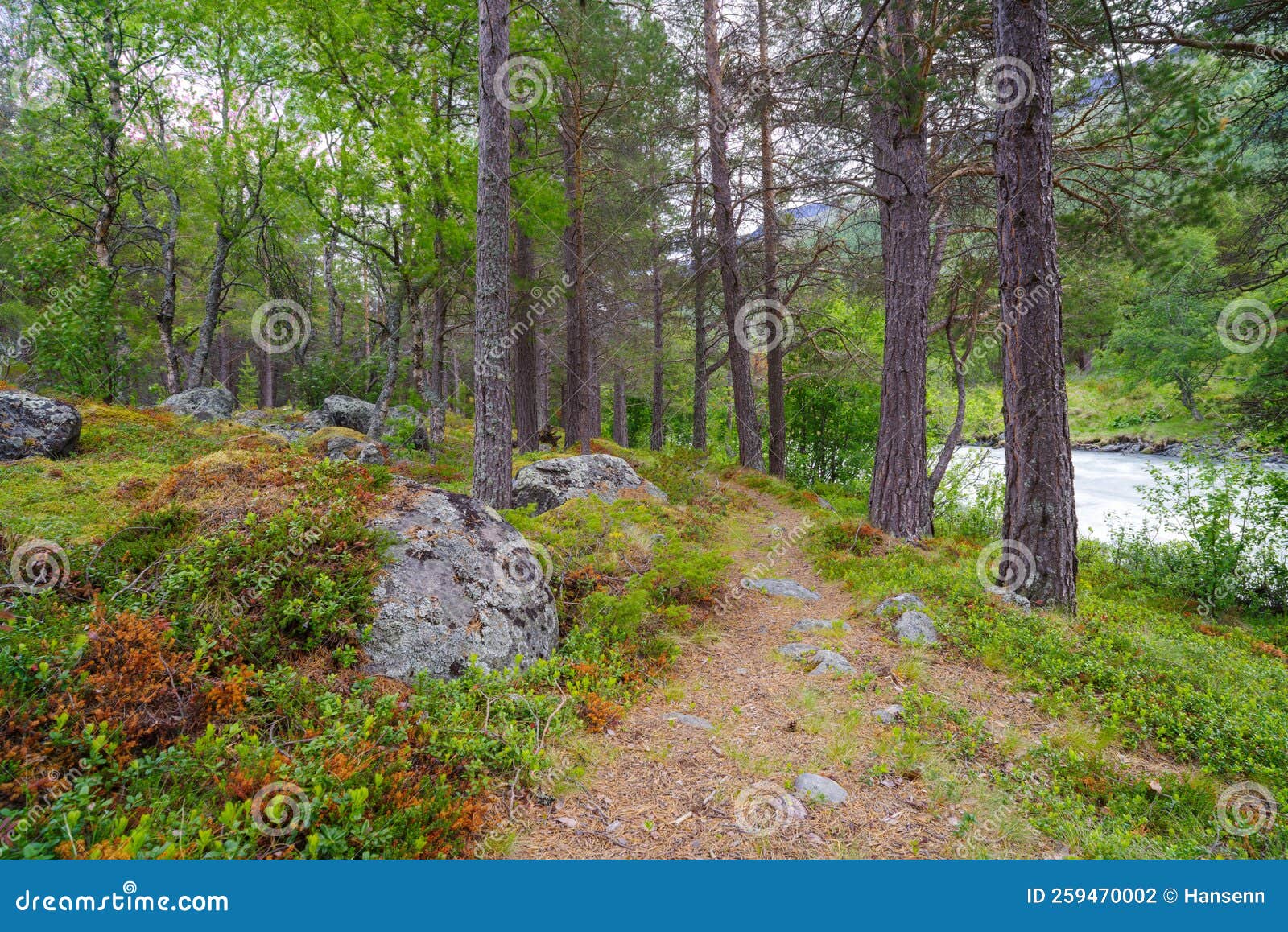 Footpath through Norwegian Forest Stock Photo - Image of pine, nature ...