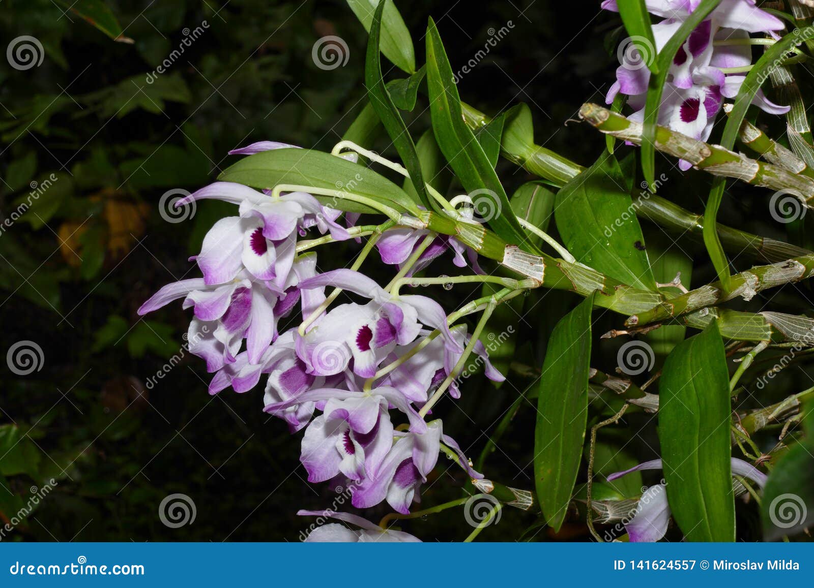 Nice Colorfull Orchidea Floret Stock Image - Image of blossom, flora ...