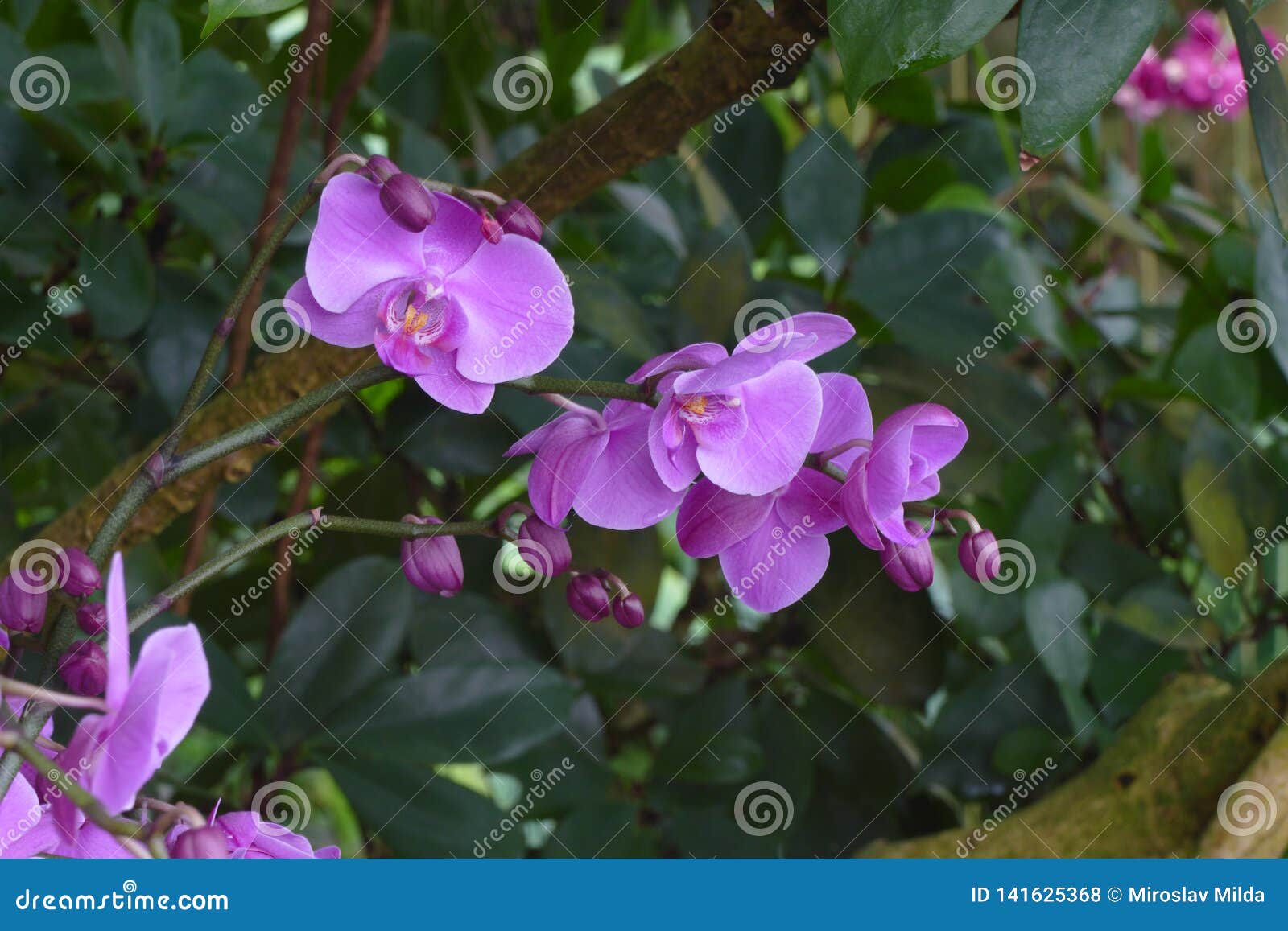 Nice Colorfull Orchidea Floret Stock Photo - Image of floret, flora ...