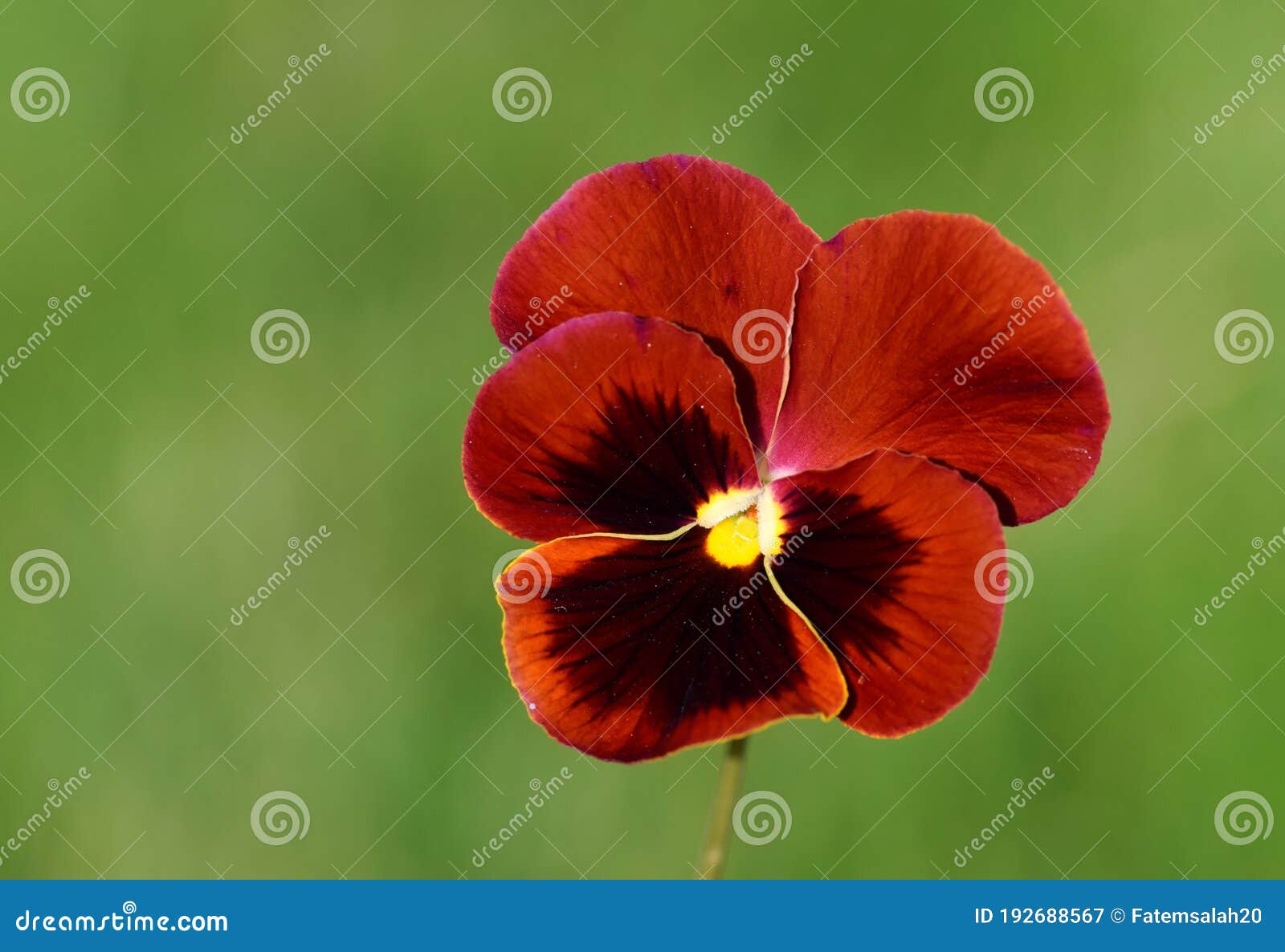 Wild Pansy Flower in Green Background Stock Image - Image of flower ...