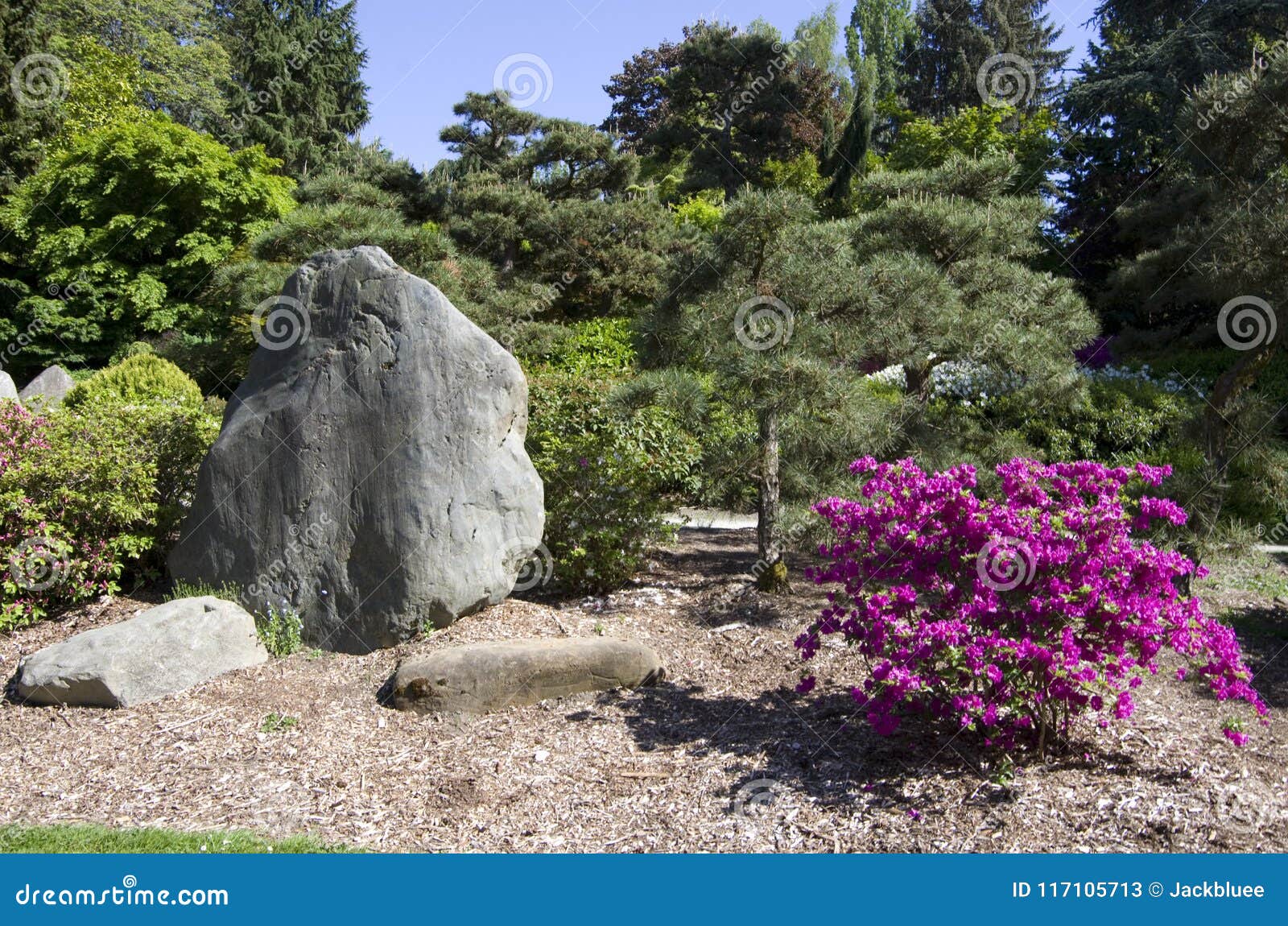 Backyard Design Lawn and Rock and Trees Stock Image - Image of backyard ...