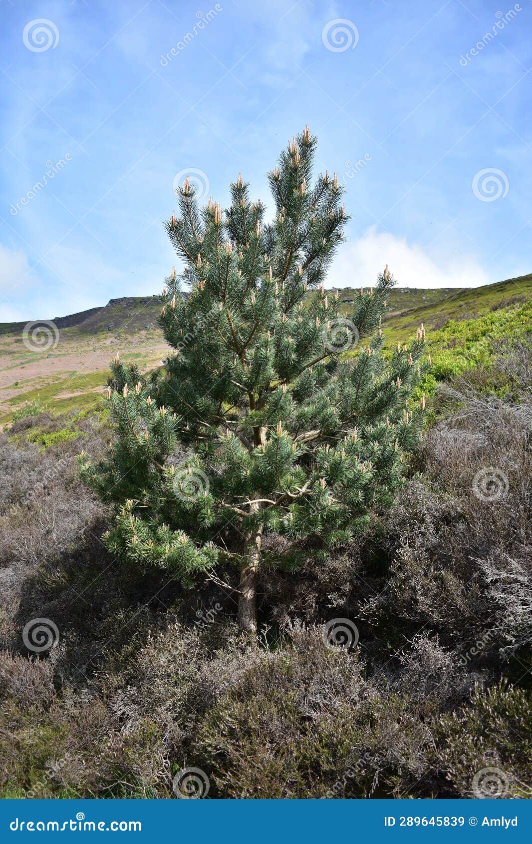 Nice pine tree stock image. Image of fields, challenging - 289645839