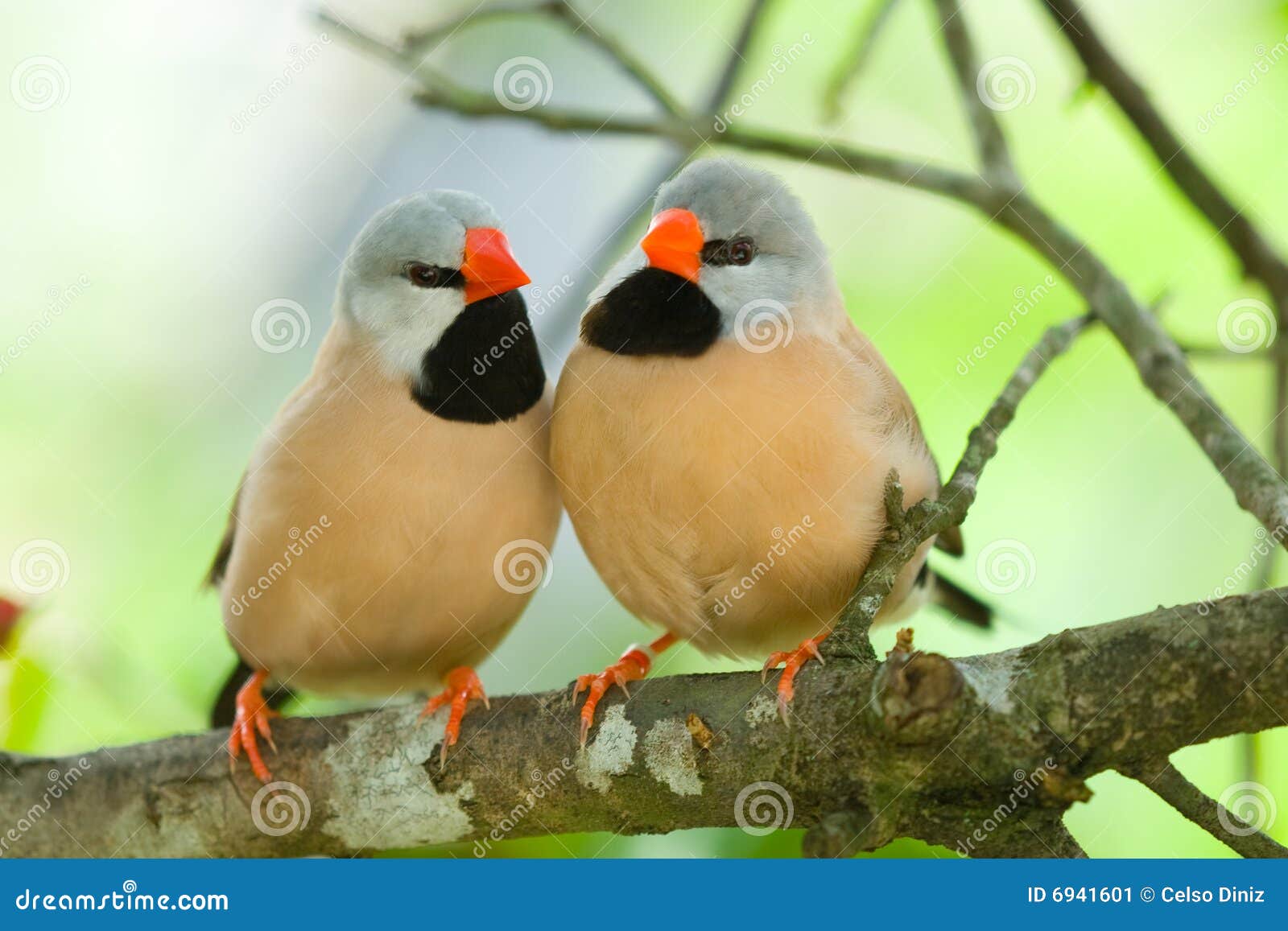 Long-tailed Finch couple stock image. Image of tail, perched - 6941601